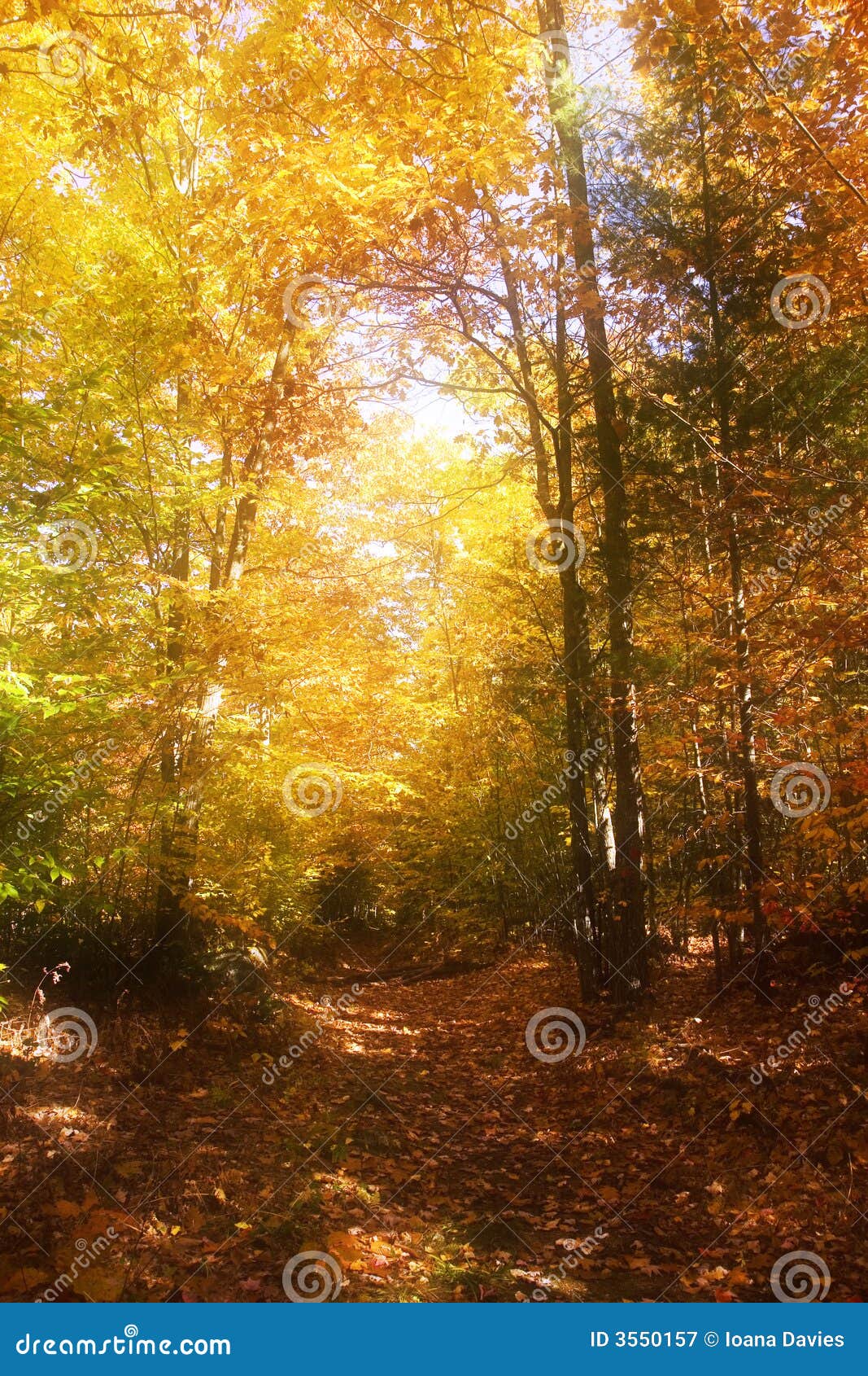 Path through the Magic Forest Stock Image - Image of magic, leaves: 3550157