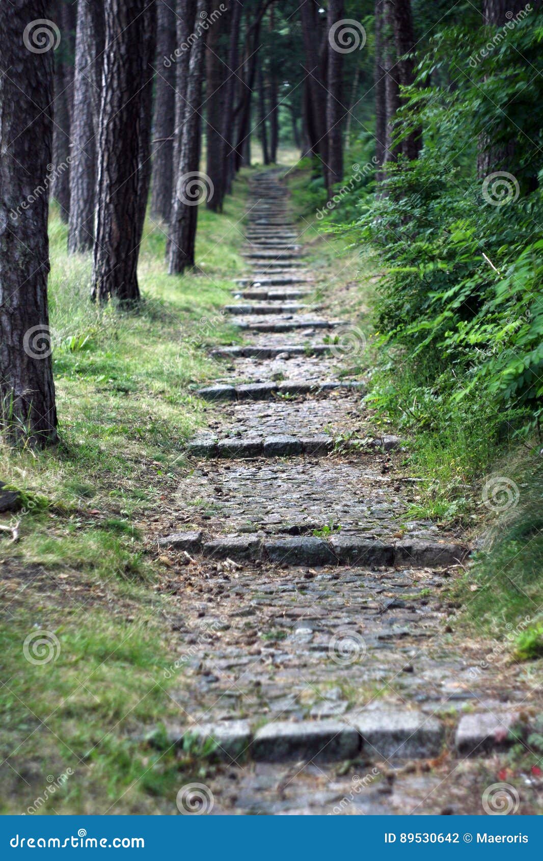 Path through the Magic Forest Stock Photo - Image of relaxation, green ...
