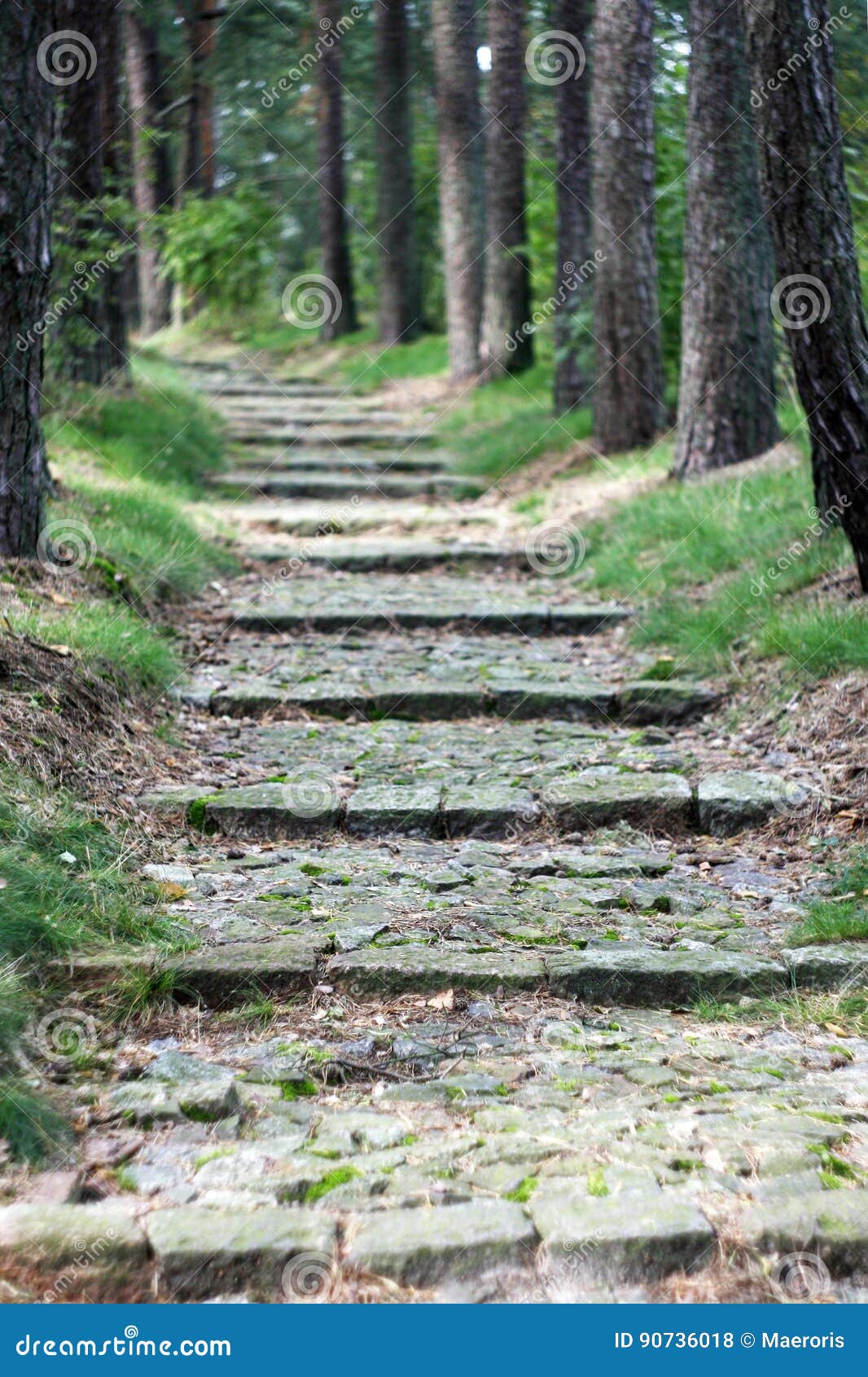 Path through the Magic Forest Stock Photo - Image of outdoors, path ...