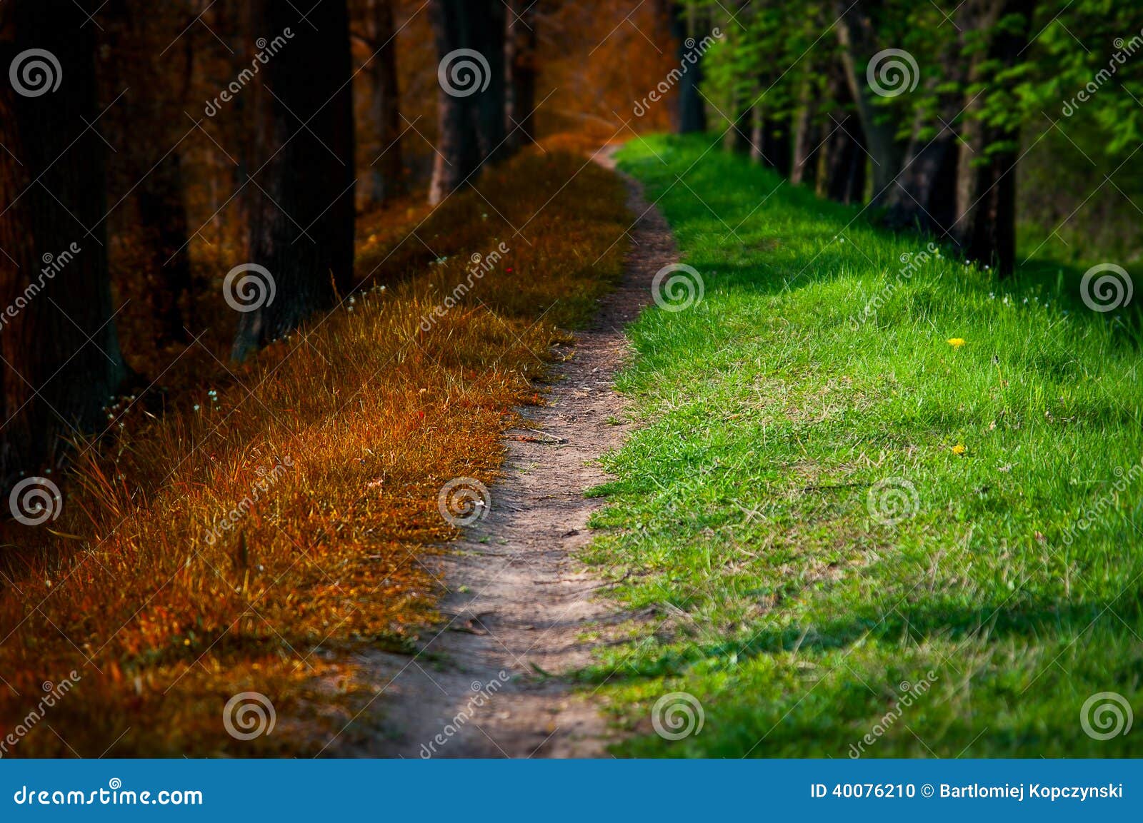 Path in Magic Forest, Summer and Autumn Stock Photo - Image of focus ...