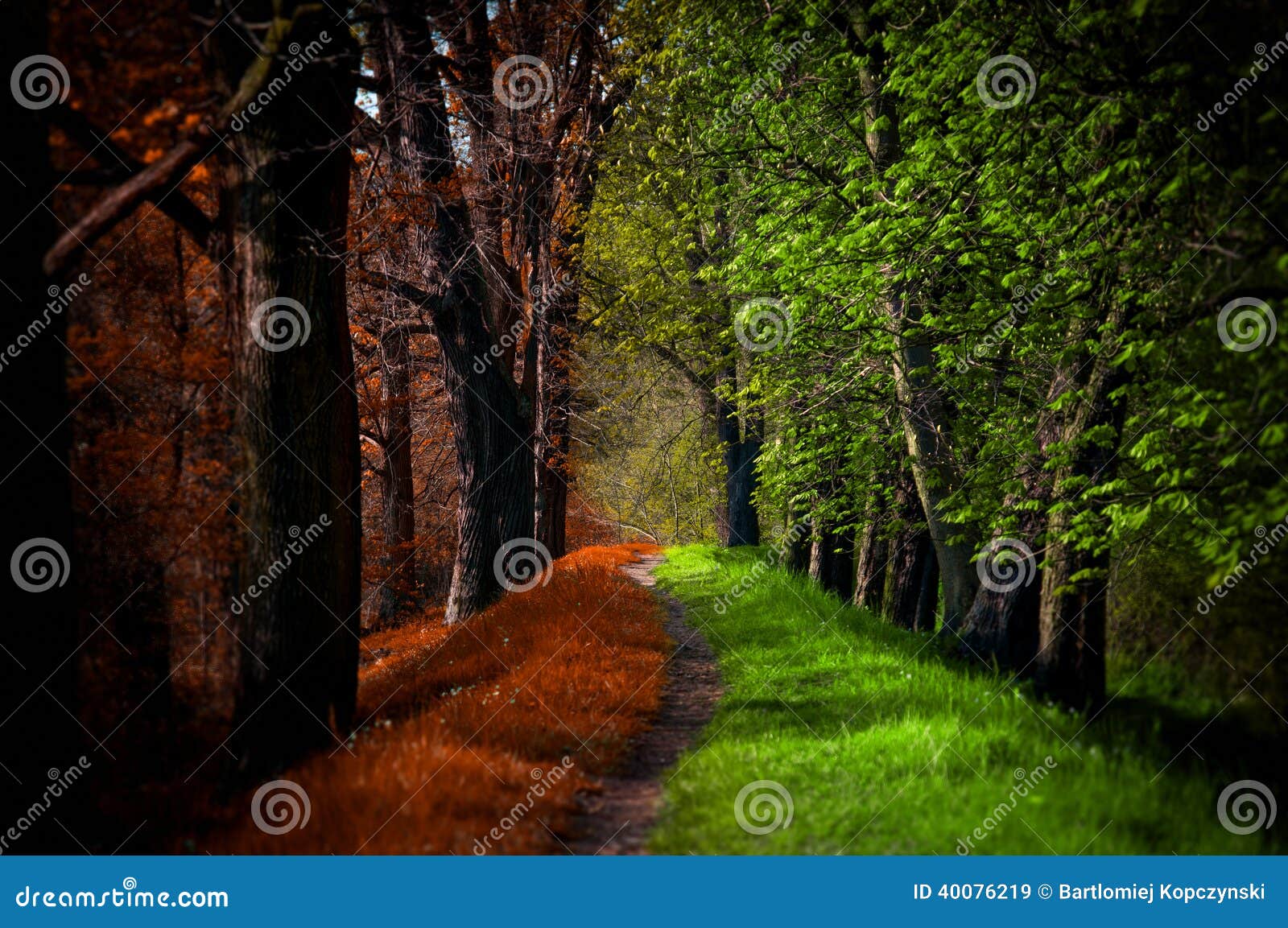 Path in Magic Forest, Summer and Autumn Stock Image - Image of pass ...
