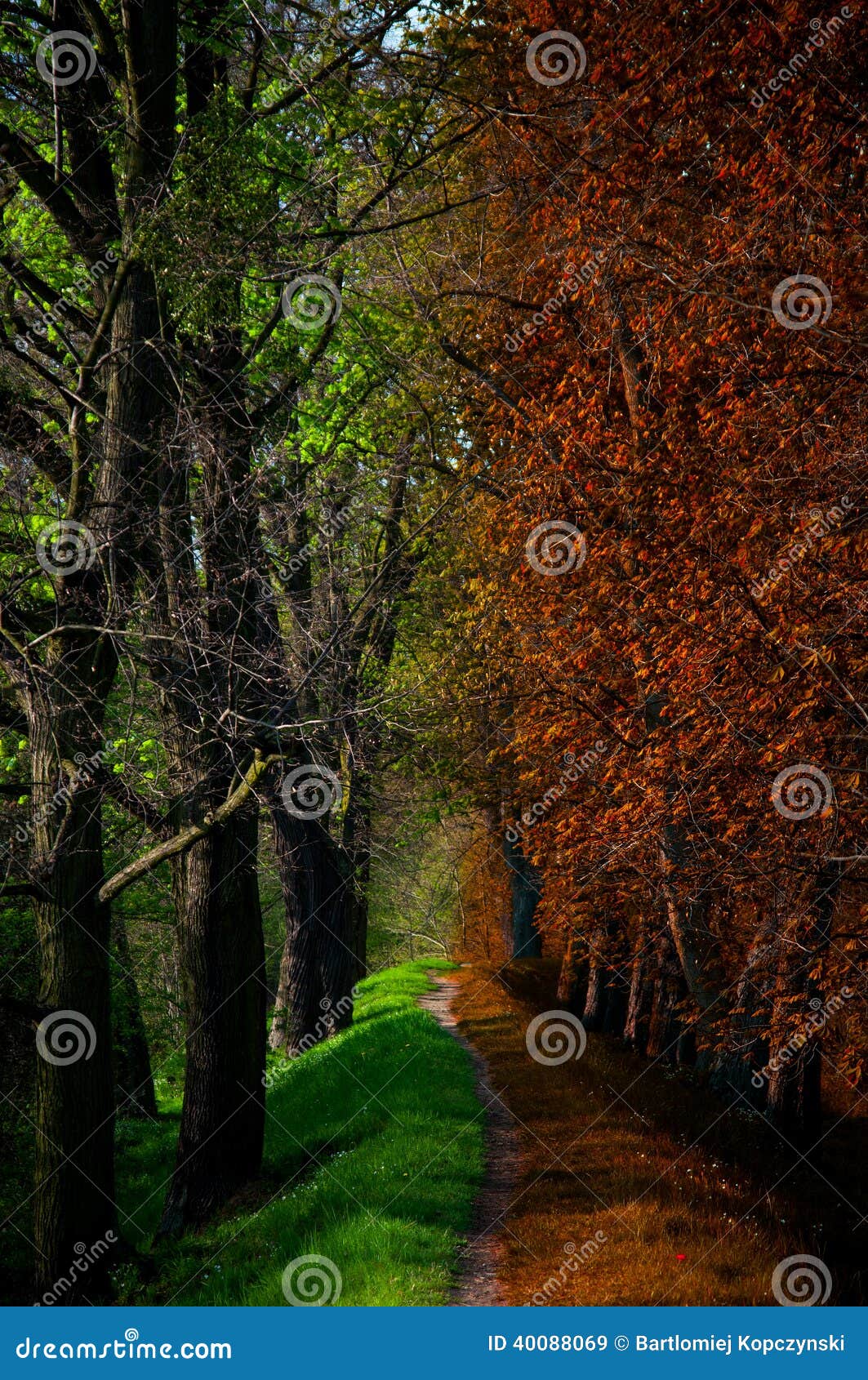 Path in Magic Forest, Summer and Autumn Stock Image - Image of blur ...
