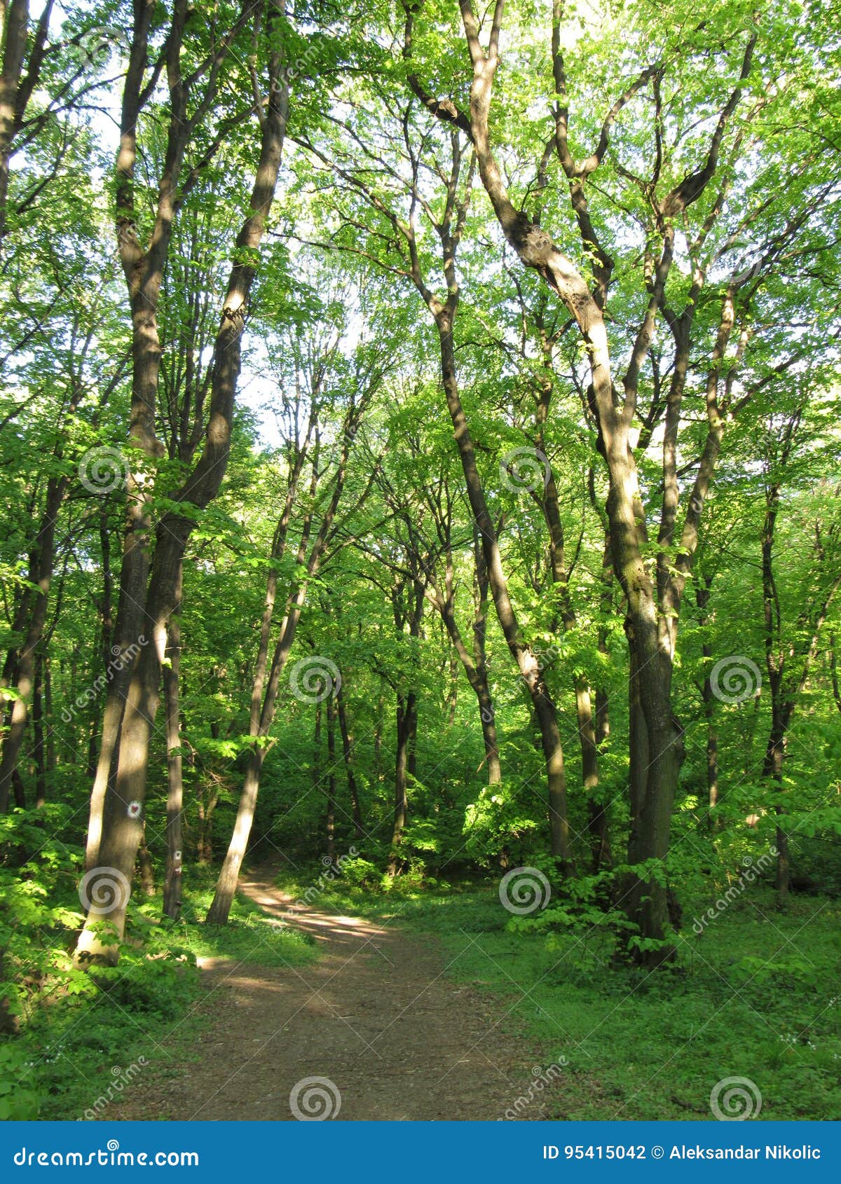A Path through the Magical Sunlit Forest Stock Photo - Image of foliage ...