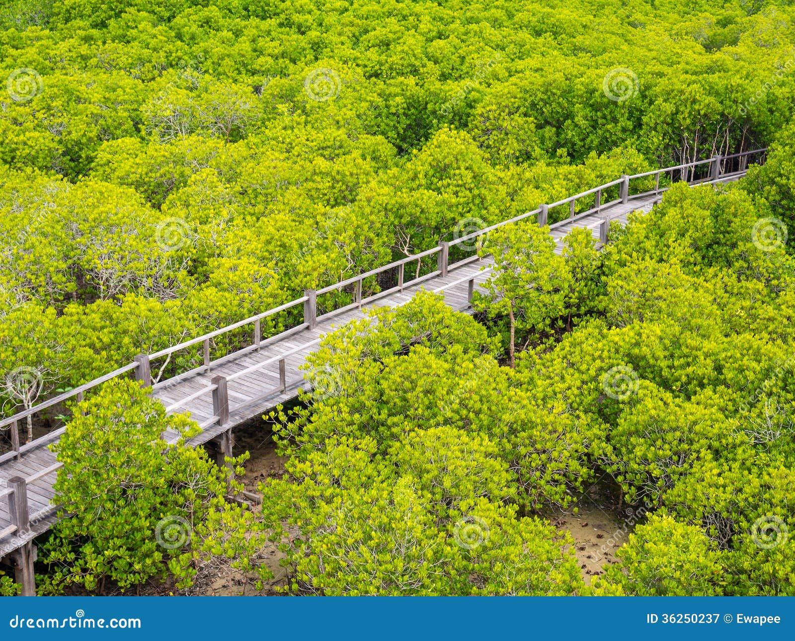 Path in mangrove forest stock image. Image of stalk, nature - 36250237