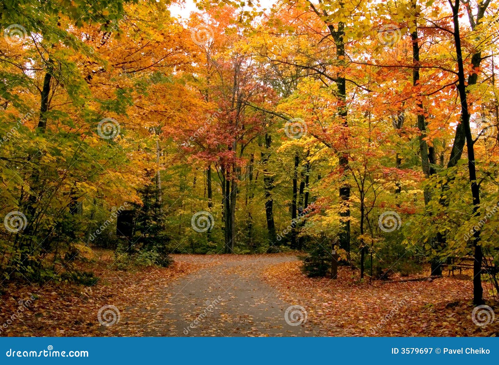 Path in maple forest stock image. Image of backcountry - 3579697