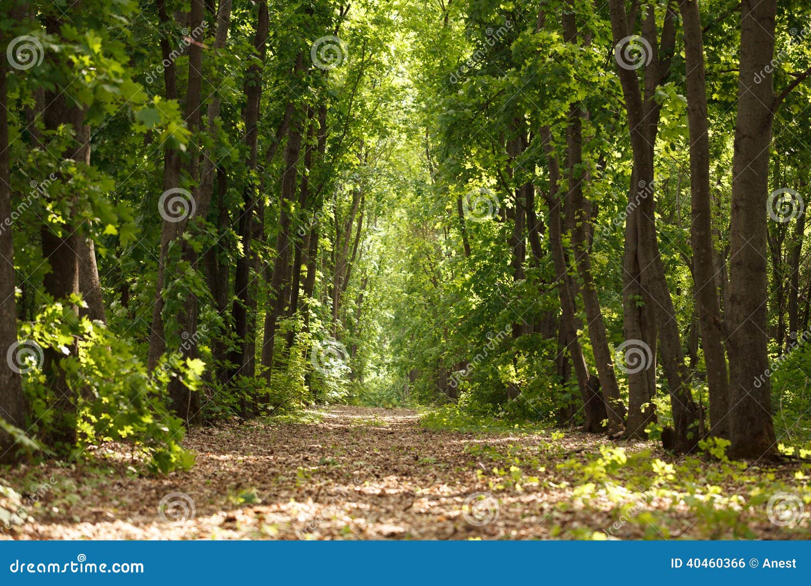 The Wide Pathway In The Grass Splits Into Two Narrow Paths Royalty-Free ...