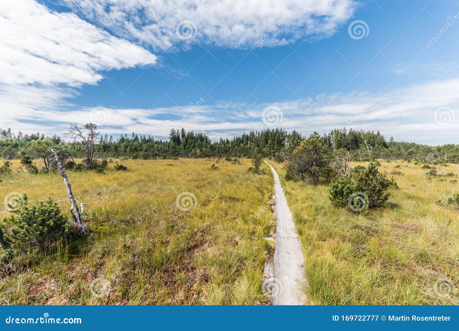 Marshland stock image. Image of marshland, beautiful - 169722777