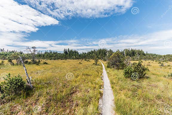 Marshland stock image. Image of marshland, beautiful - 169722777