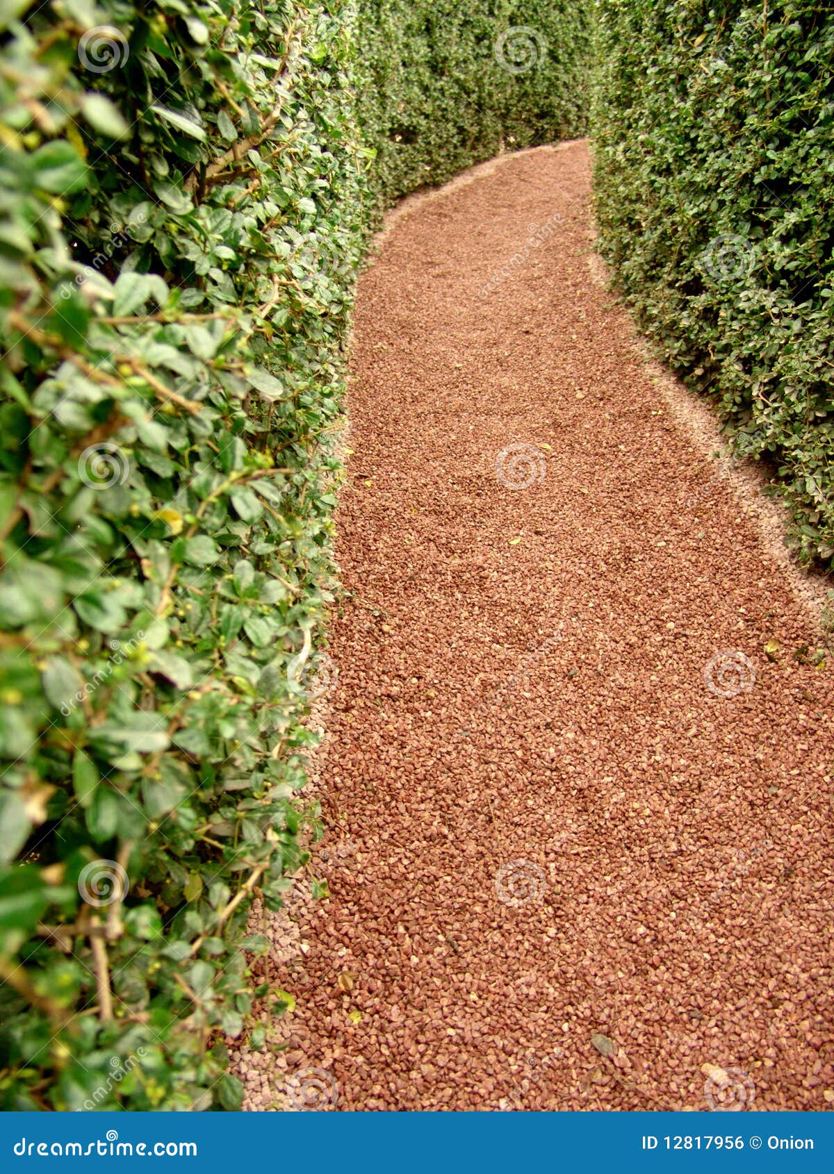 Path in a maze stock photo. Image of finding, daytime - 12817956