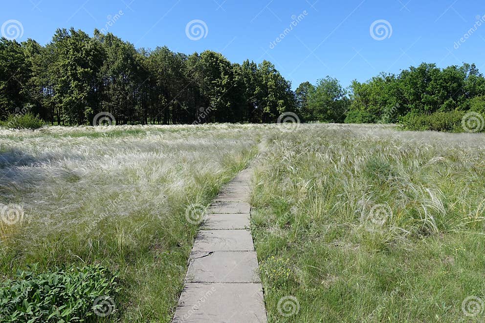 Path in the Meadow Covered with Feather-grass Stock Image - Image of ...