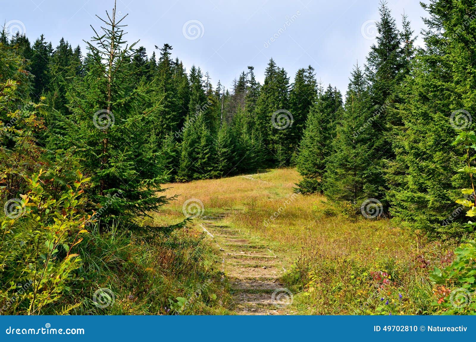 Path on meadow stock photo. Image of trees, nature, grassland - 49702810