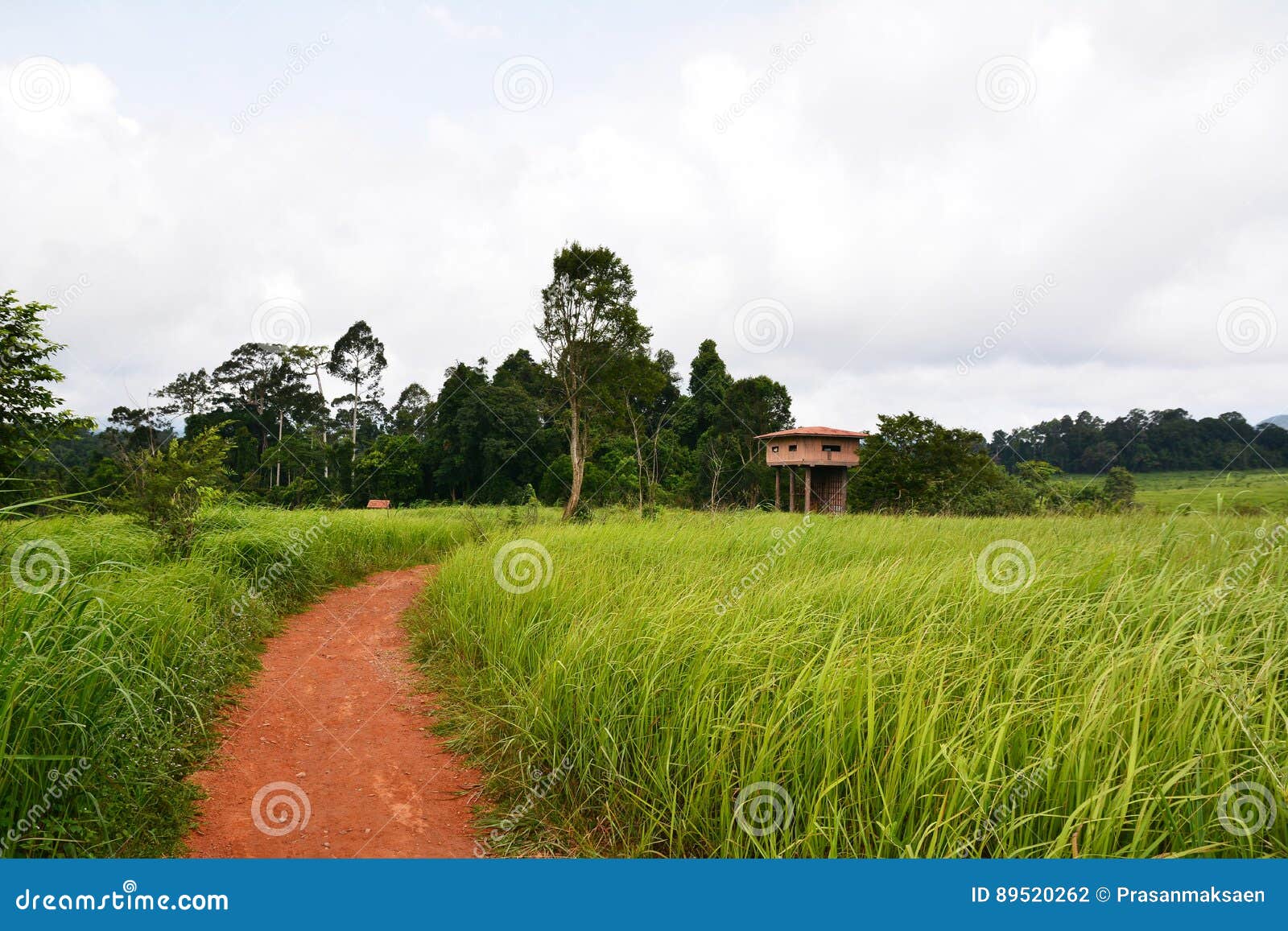 Path in the meadow stock photo. Image of lane, forest - 89520262