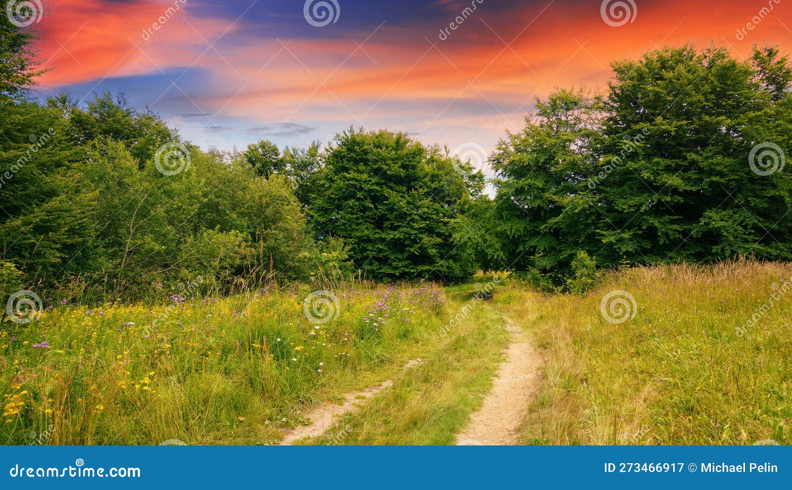 Path through Meadow in To the Forest Stock Image - Image of green ...