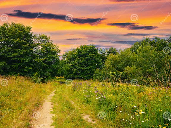 Path through Meadow in To the Forest Stock Image - Image of park ...