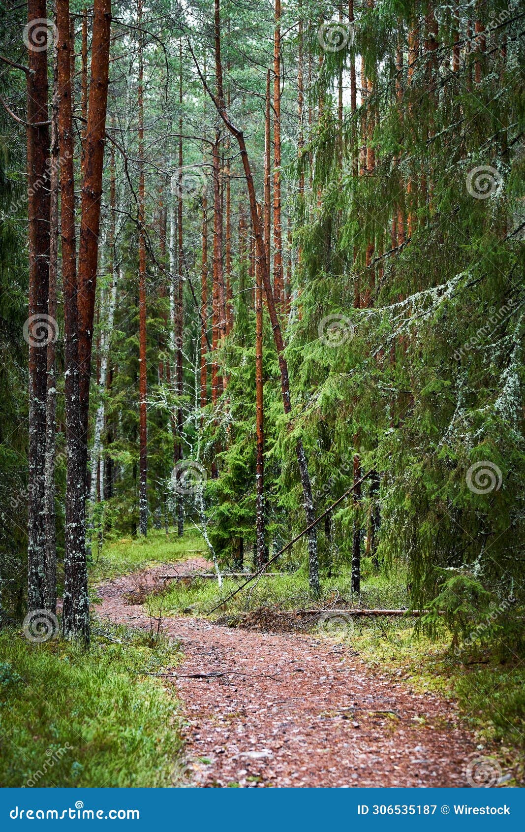 Path Meandering through Lush Trees and Grass in a Serene Forest Setting ...