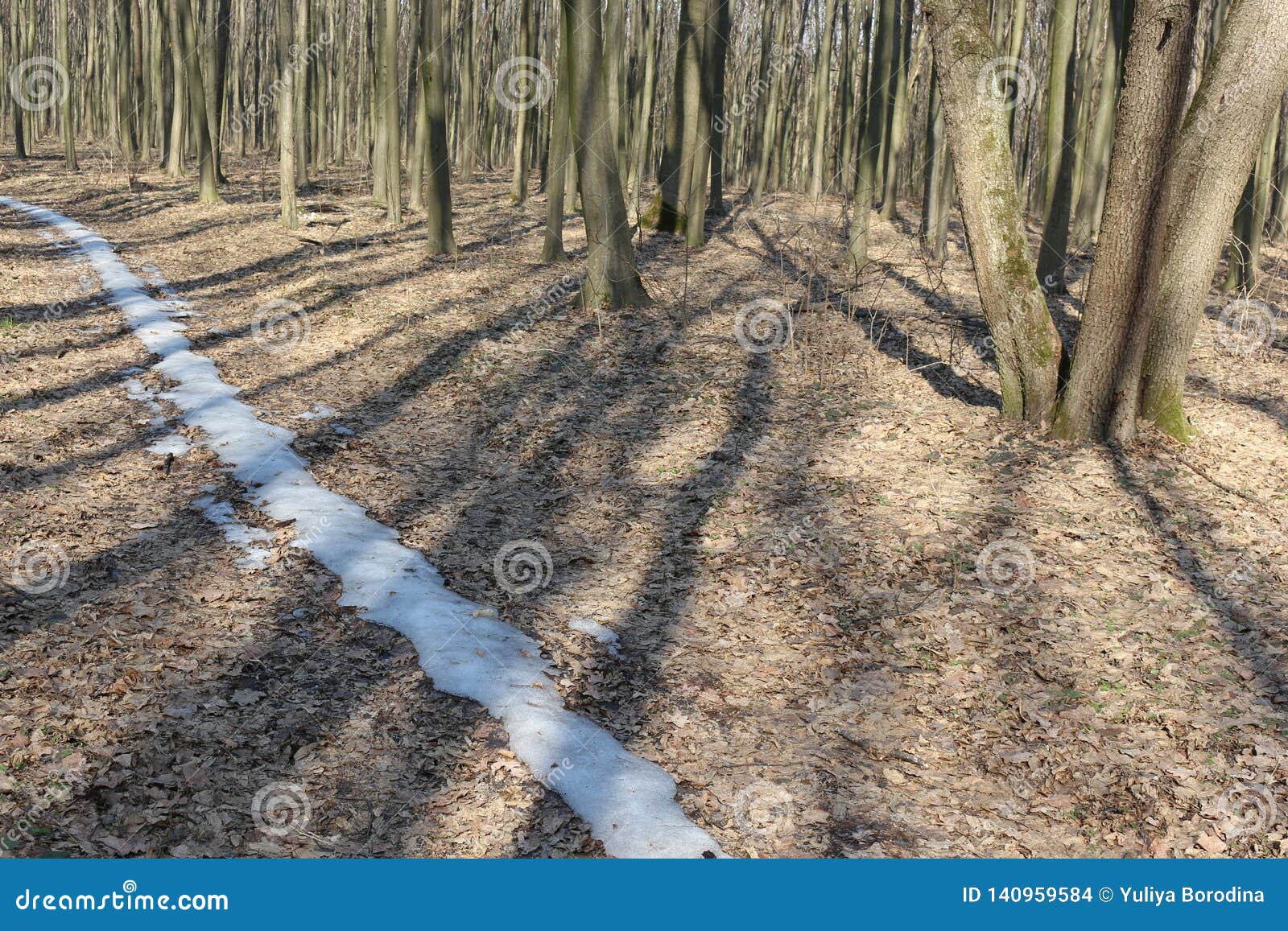 The Path of Melted Snow Remained in the Spring Forest Stock Photo ...