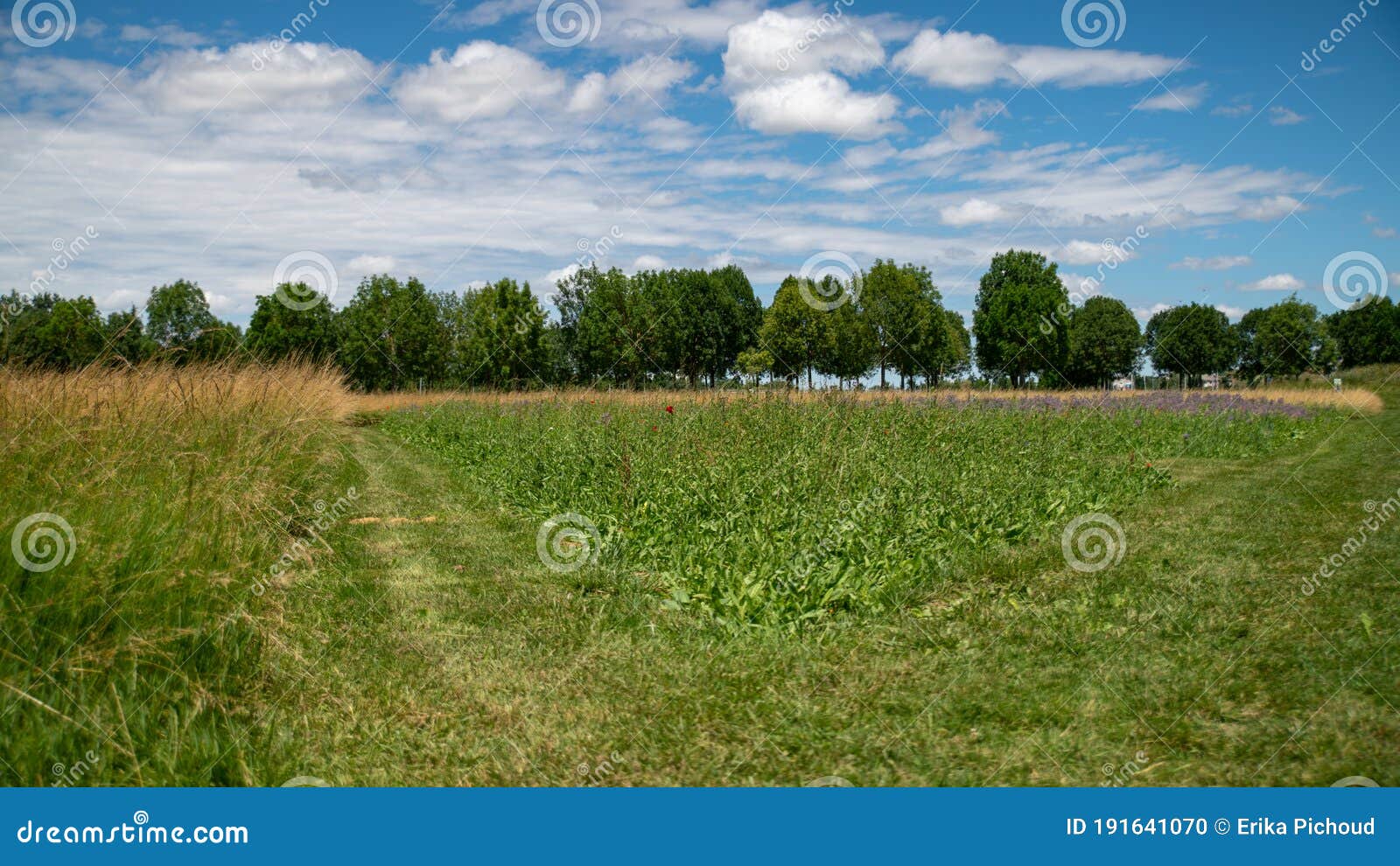 Path in the Middle of the Fields, and Alley of Trees in the Background ...