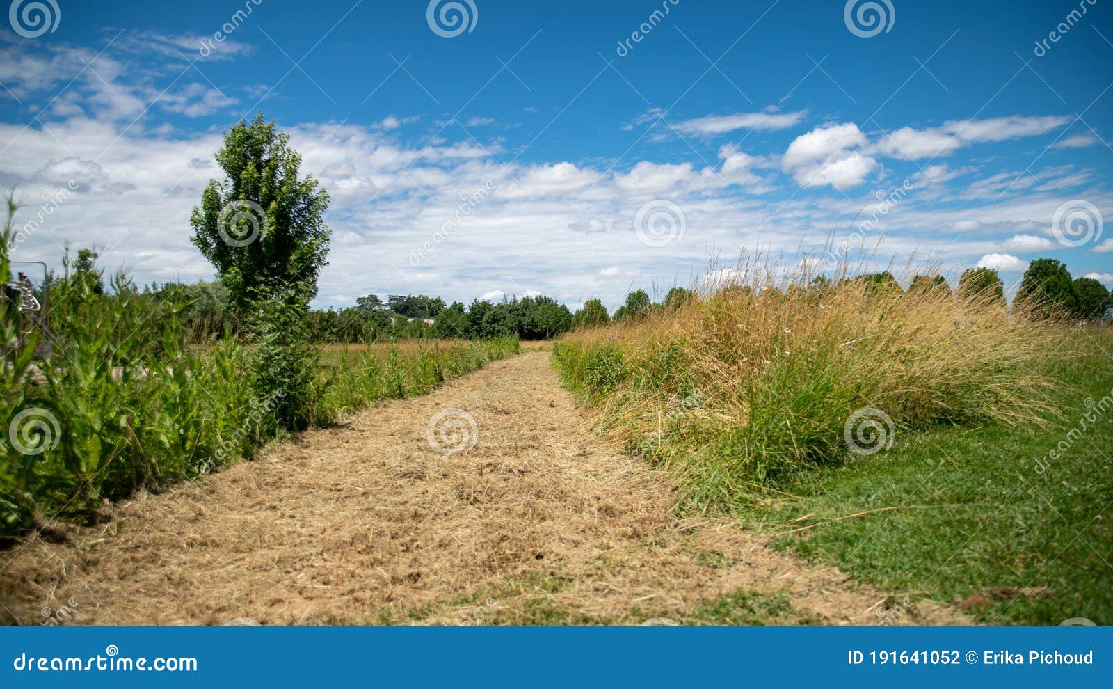 Path in the Middle of the Fields, and Alley of Trees in the Background ...