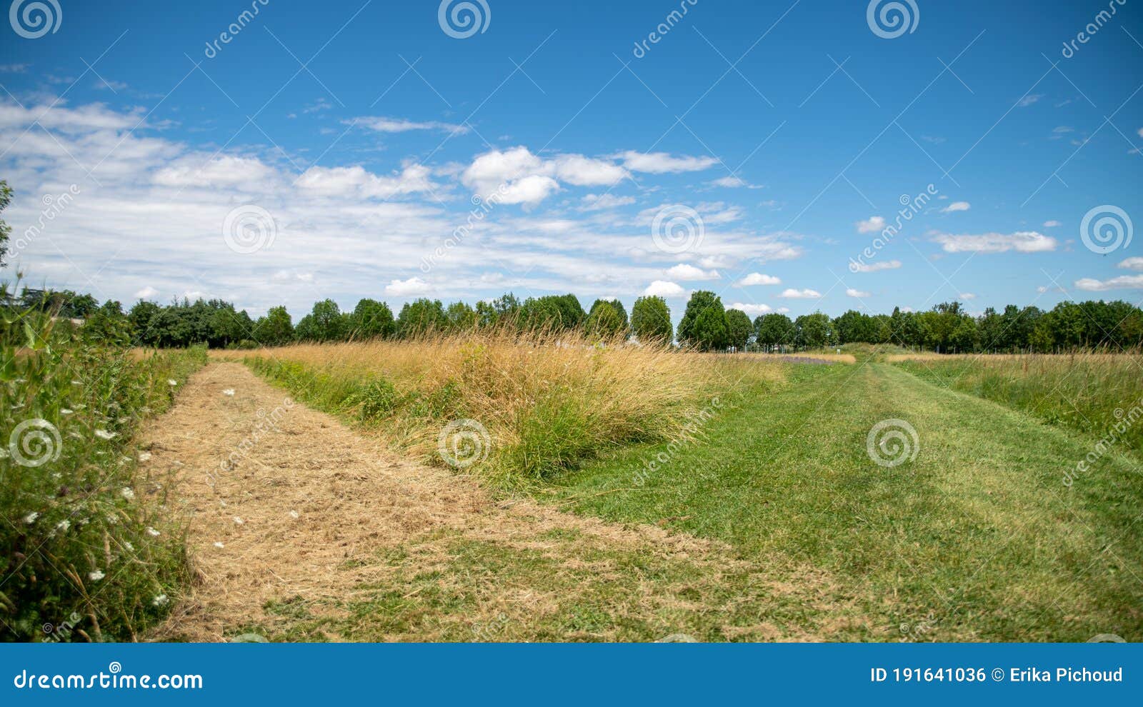 Path in the Middle of the Fields, and Alley of Trees in the Background ...