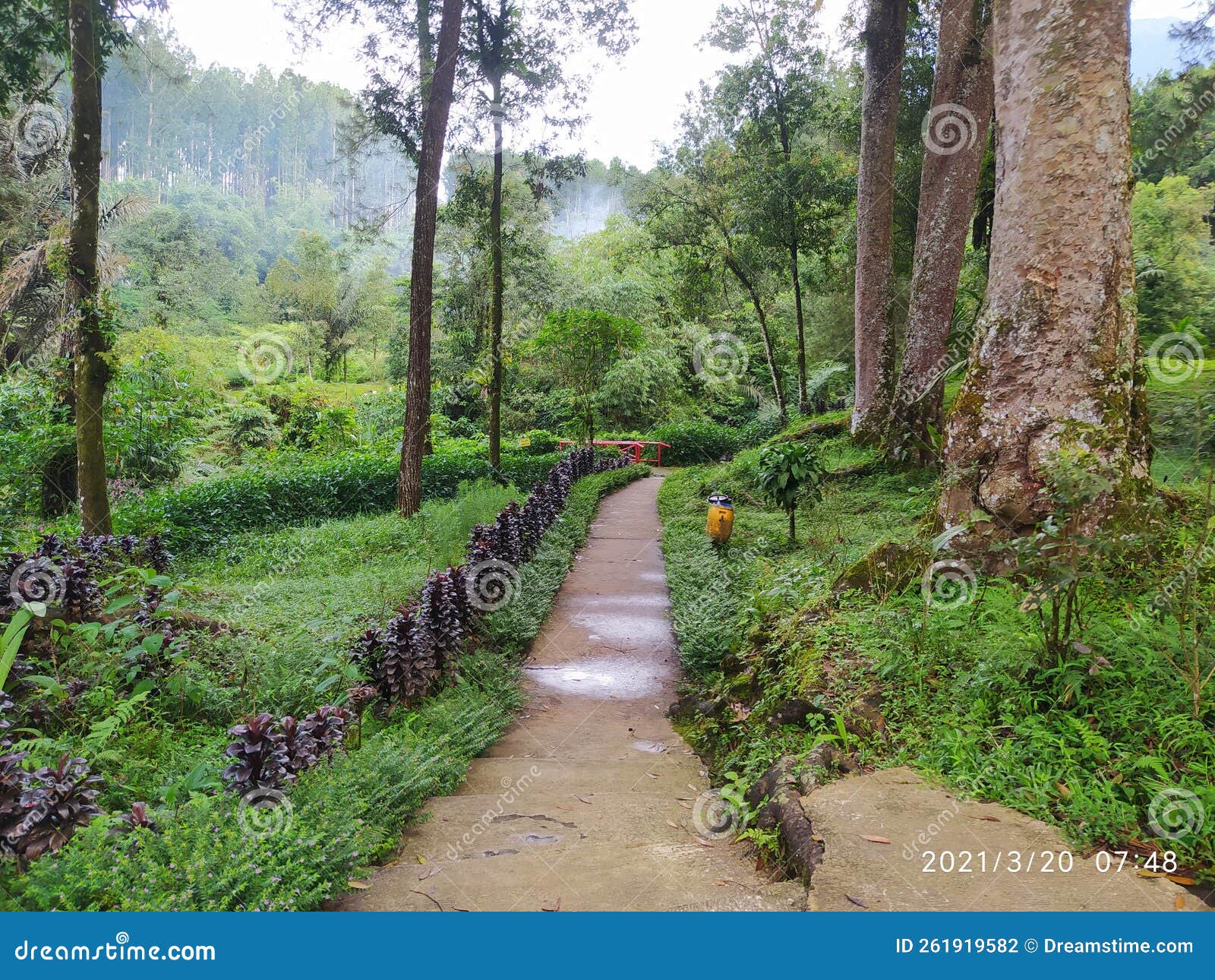 Path in the Middle of the Forest Stock Photo - Image of middle, jungle ...