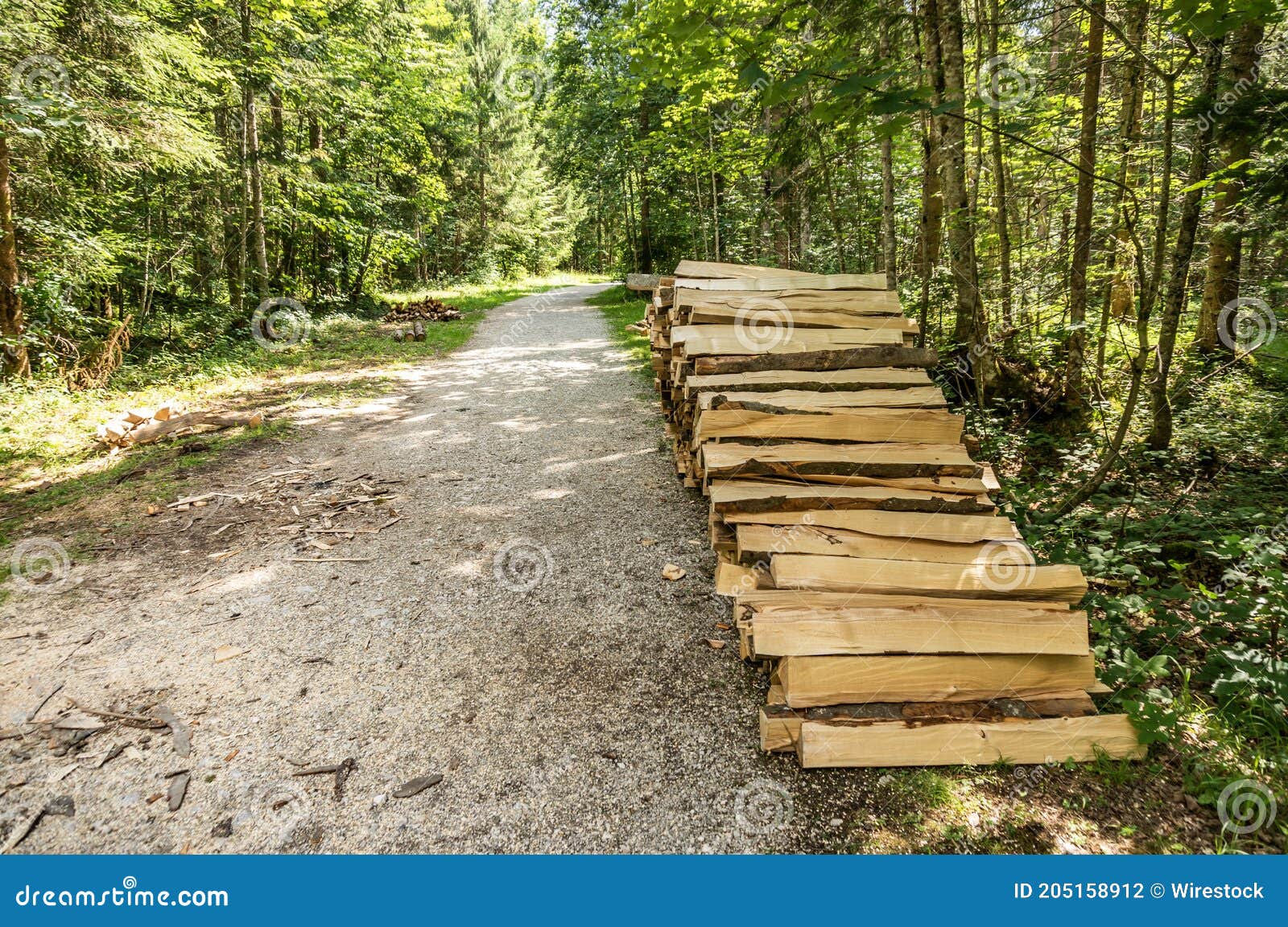 Path in the Middle of a Forest with Chopped Firewood on the Right Stock ...