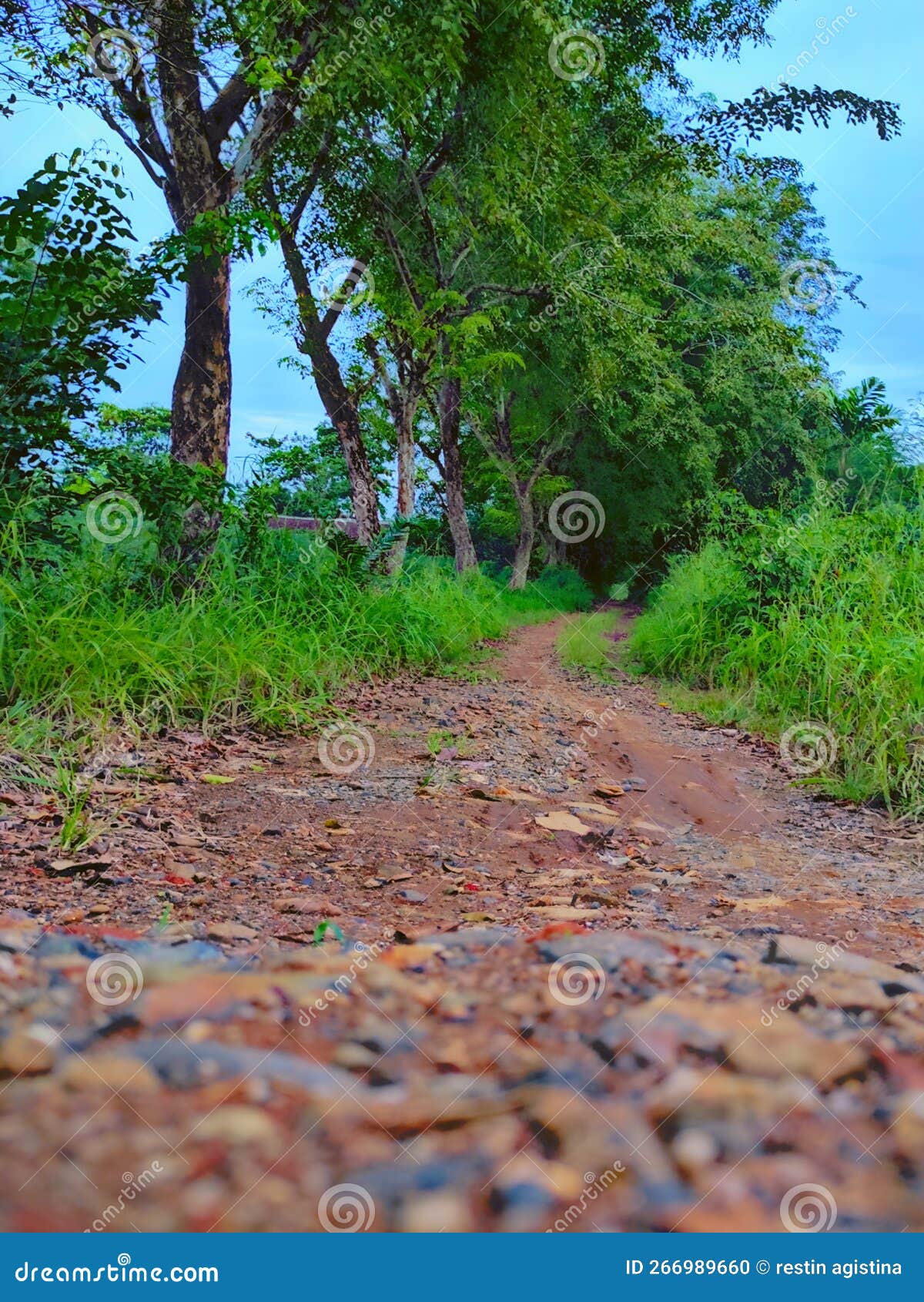 Path in the Middle of the Forest, Go Green Stock Photo - Image of leaf ...