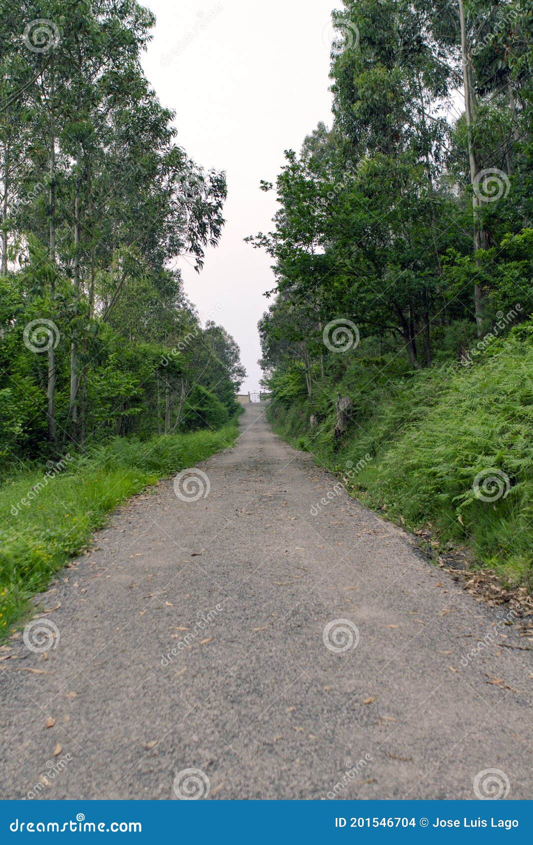 Path in the Middle of the Forest Stock Photo - Image of foliage, grass ...