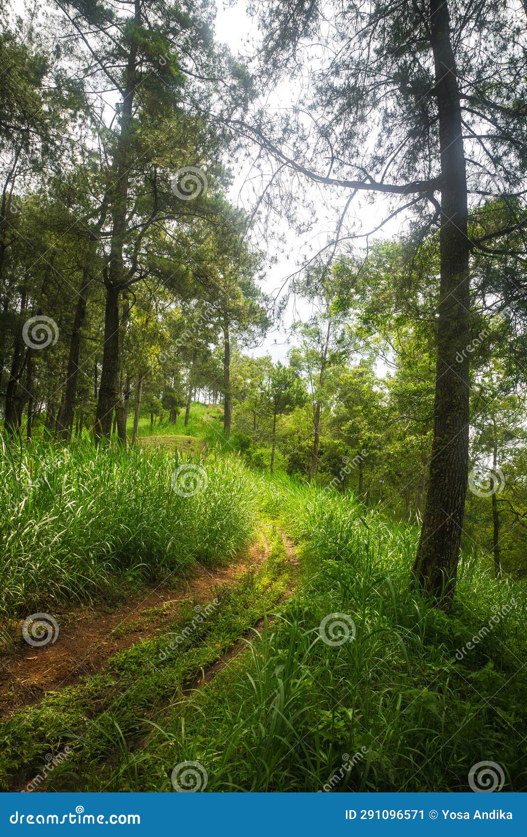 Path in the Middle of the Forest Stock Image - Image of green, forest ...