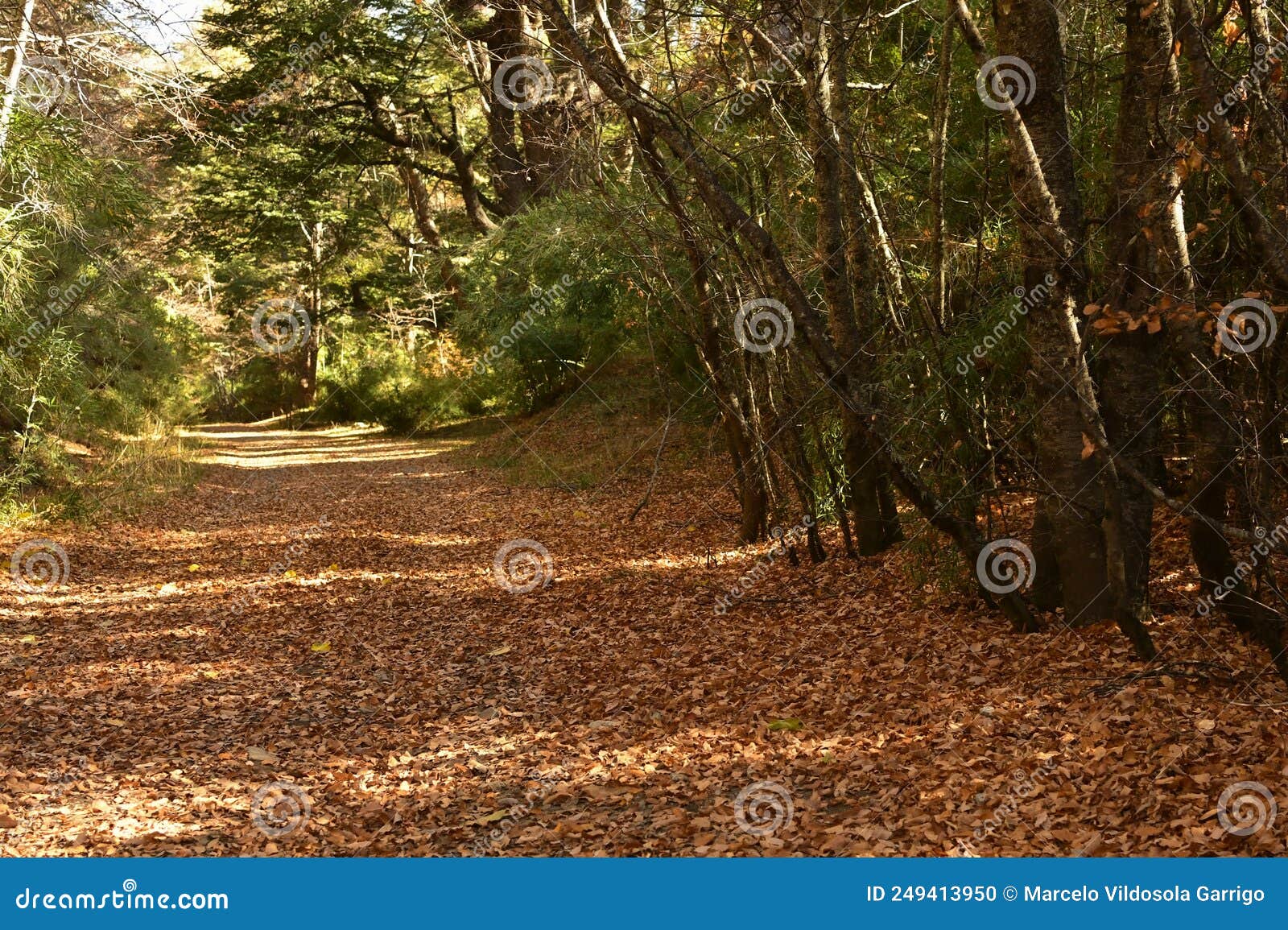 Path in the Middle of the Forest with Yellow Leaves in Autumn Stock ...