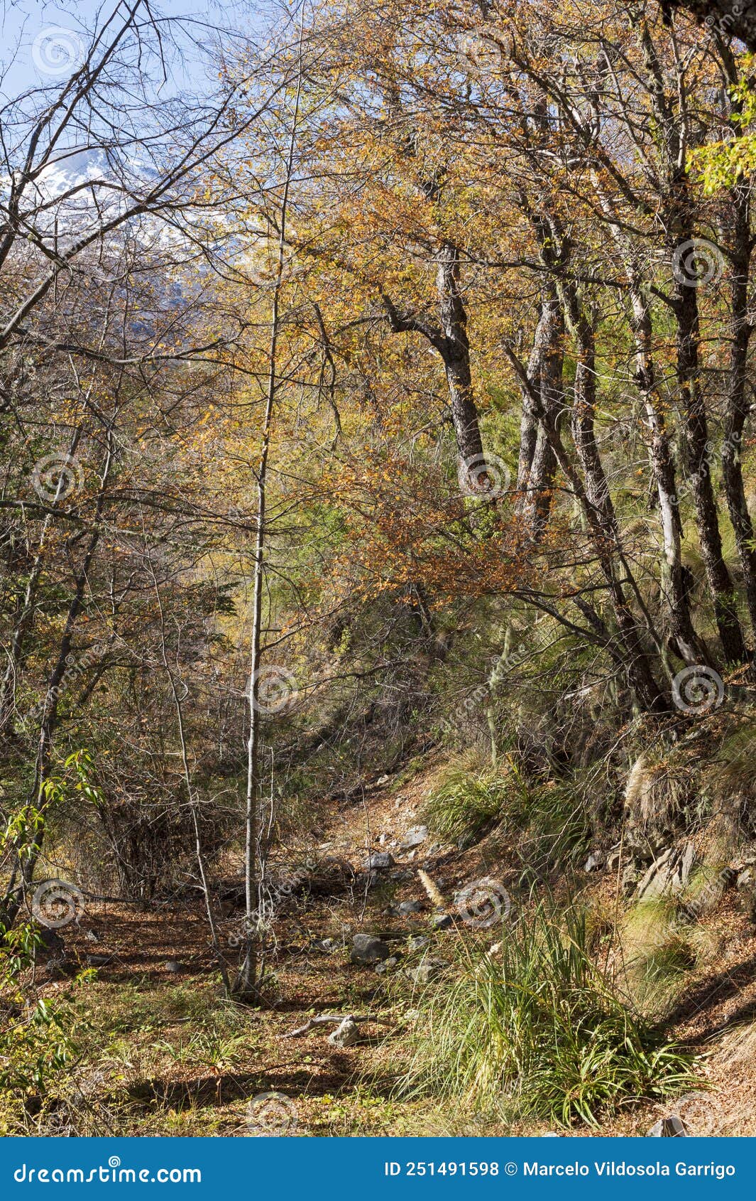 Path in the Middle of the Native Forest Stock Photo - Image of outdoors ...