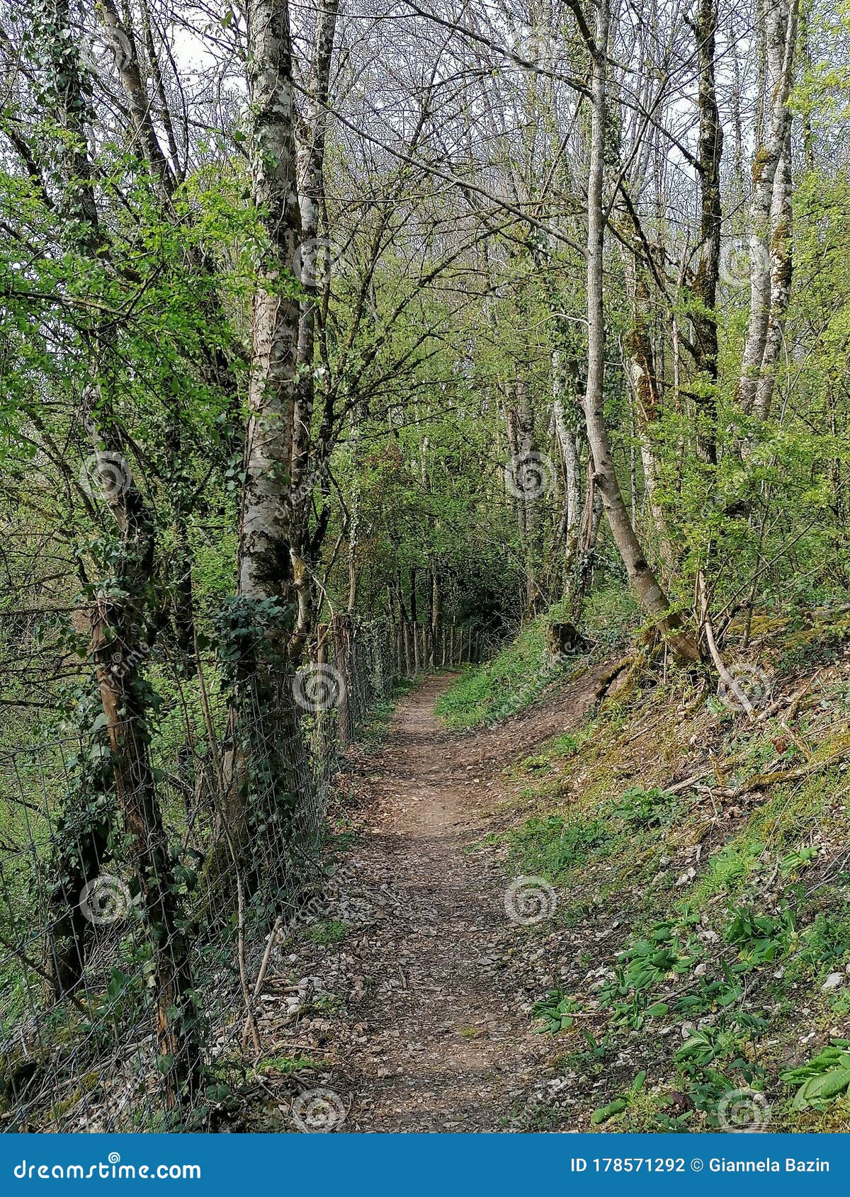 Path on the Middle of the Forest Stock Photo - Image of green, woodland ...
