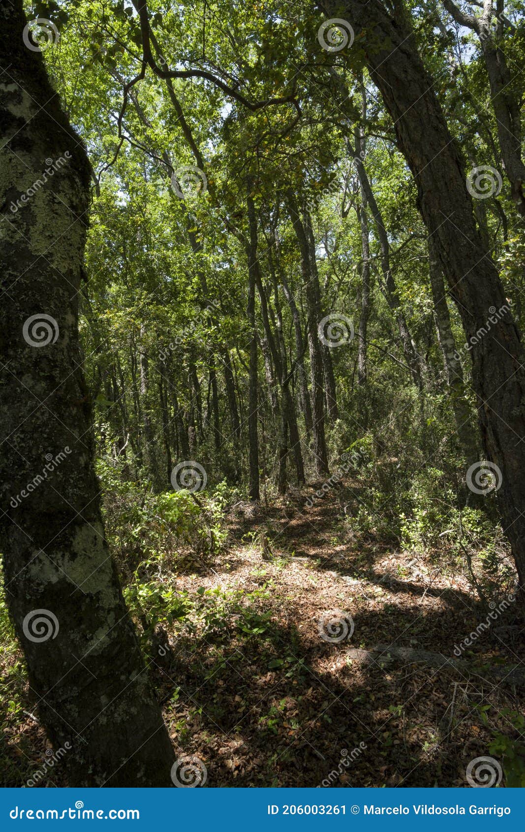 Path in the Middle of the Temperate Forest Stock Image - Image of ...