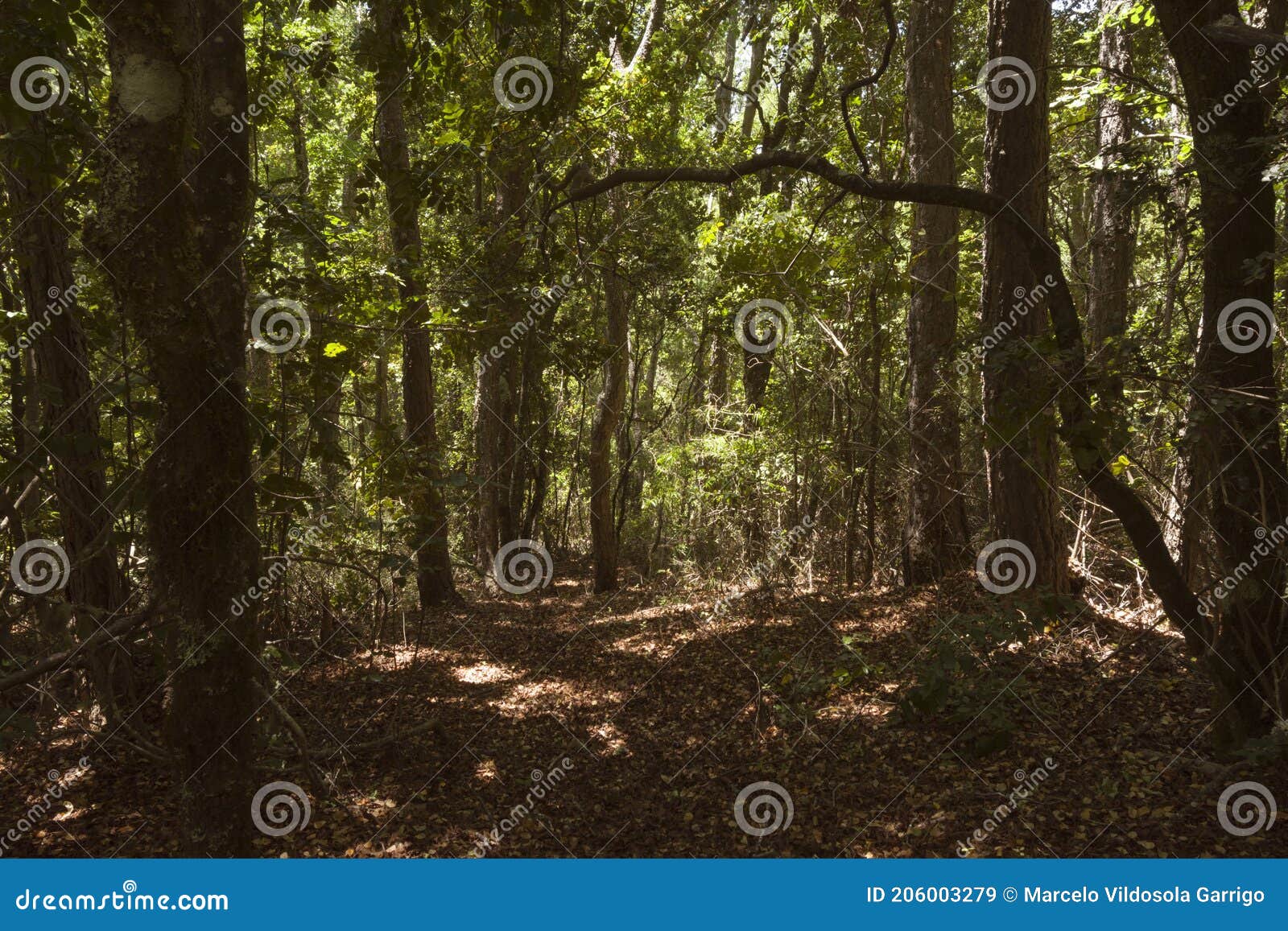 Path in the Middle of the Temperate Forest Stock Image - Image of ...