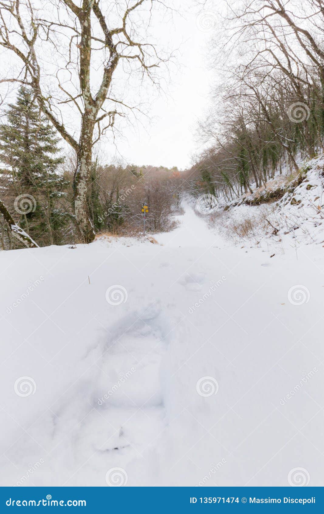 A Path in the Middle of Woods Covered by Snow, with Footsteps in the ...