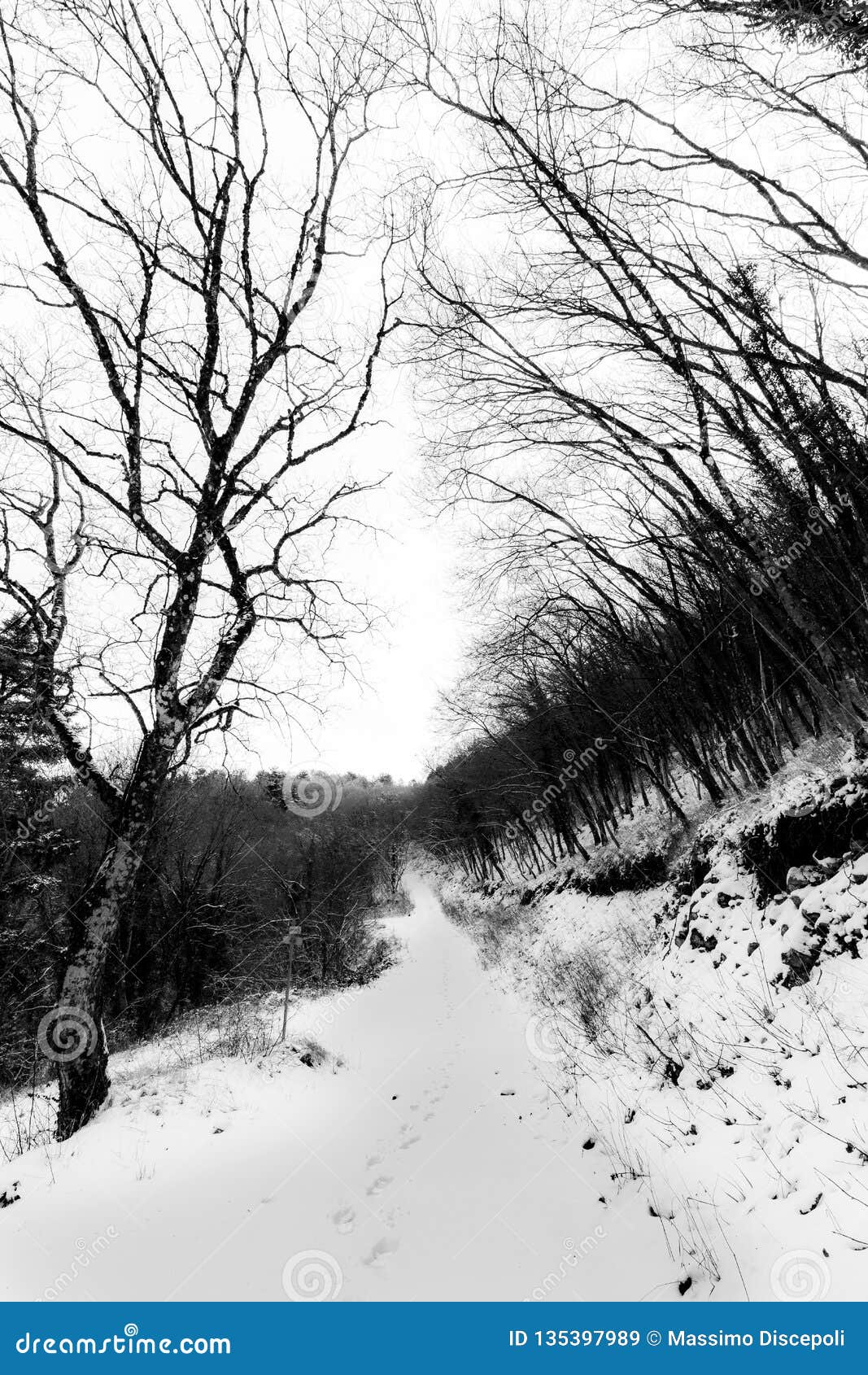 A Path in the Middle of Woods Covered by Snow, with Footsteps in the ...