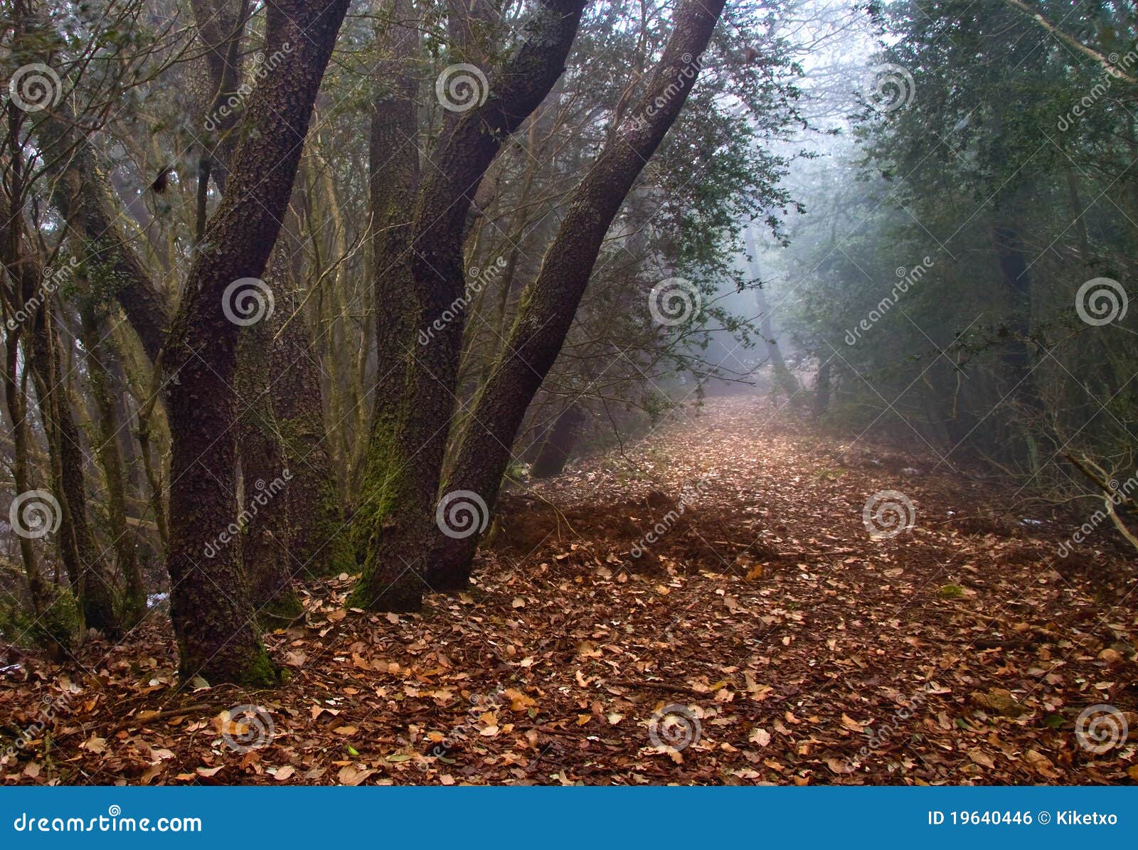 Path in the mist stock photo. Image of alder, footpath - 19640446