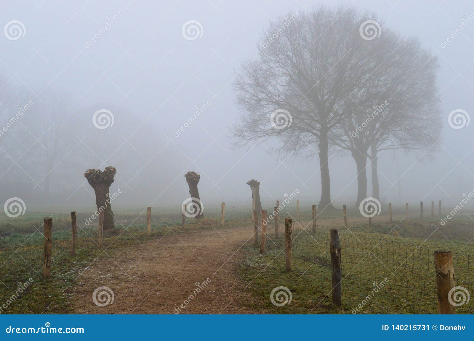 Path in the mist stock image. Image of high, plants - 140215731