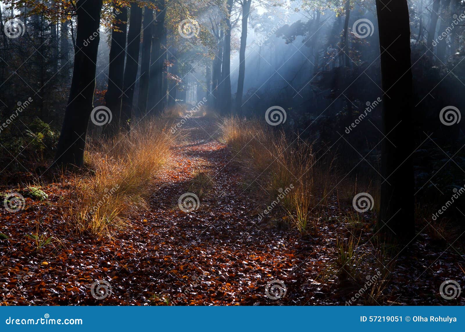 Path in Misty Autumn Forest Stock Image - Image of sunrise, morning ...