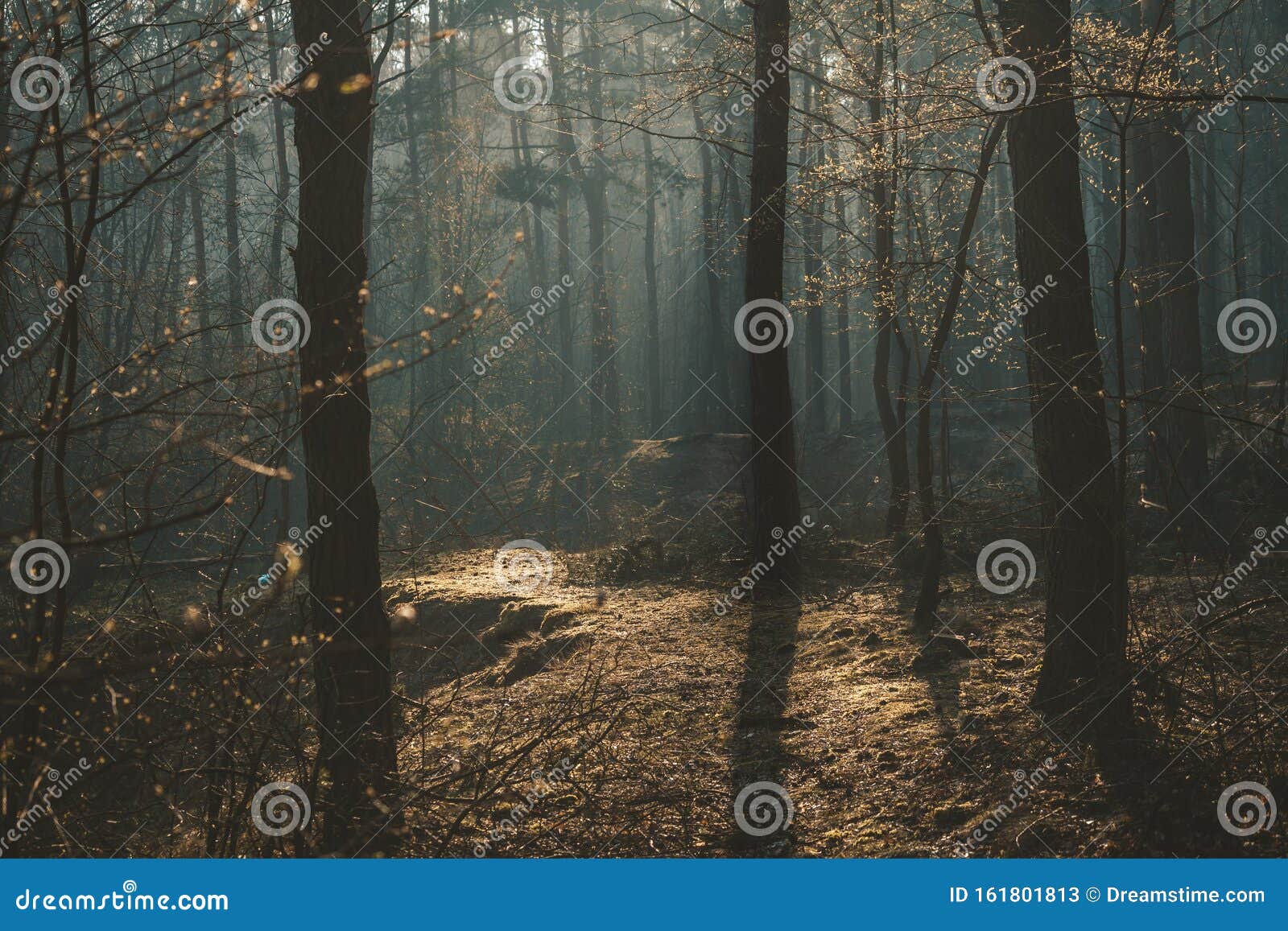 A Path in a Misty Forest. Morning in the Woods Stock Image - Image of ...