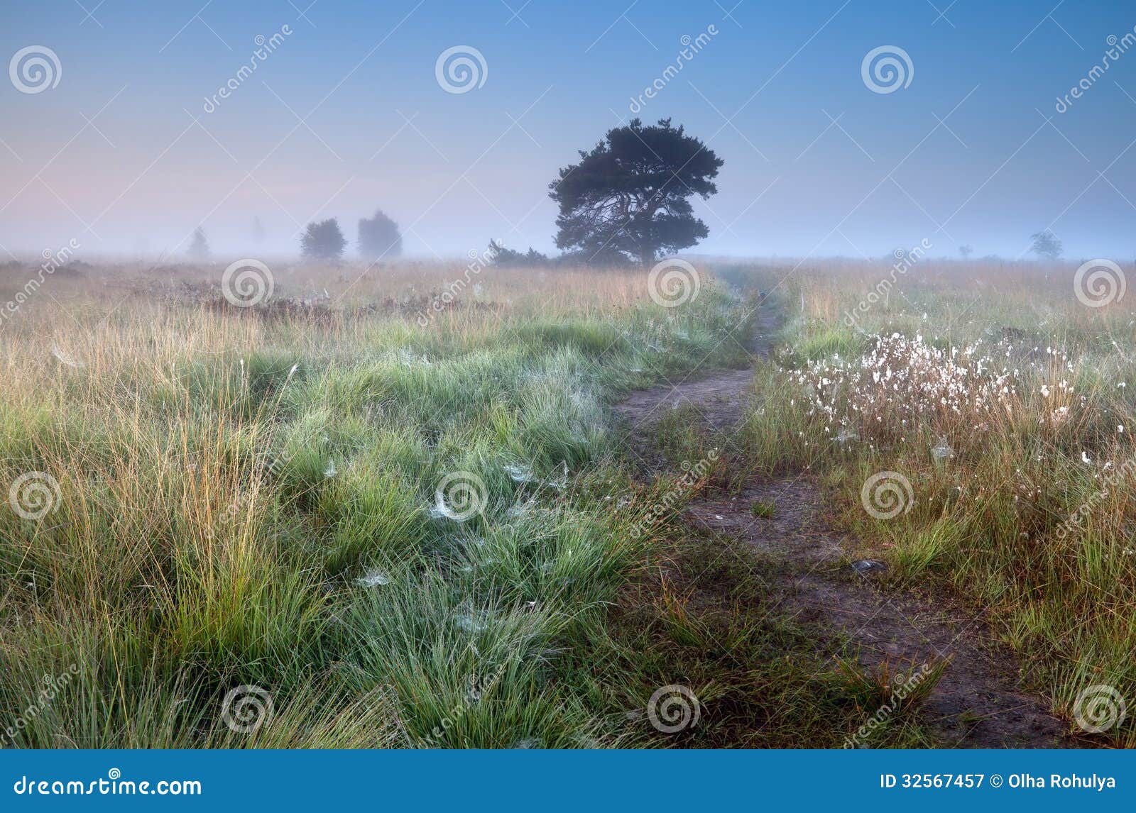 Path in Misty Summer Morning Stock Image - Image of outdoors, summer ...
