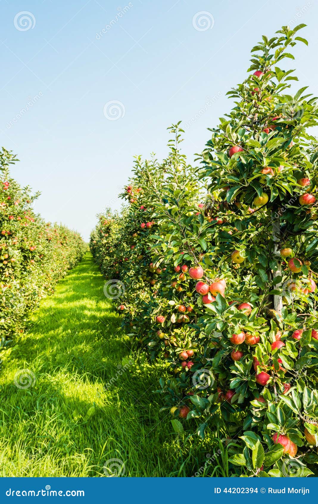Path between Modern Low Apple Trees Stock Photo - Image of branch ...