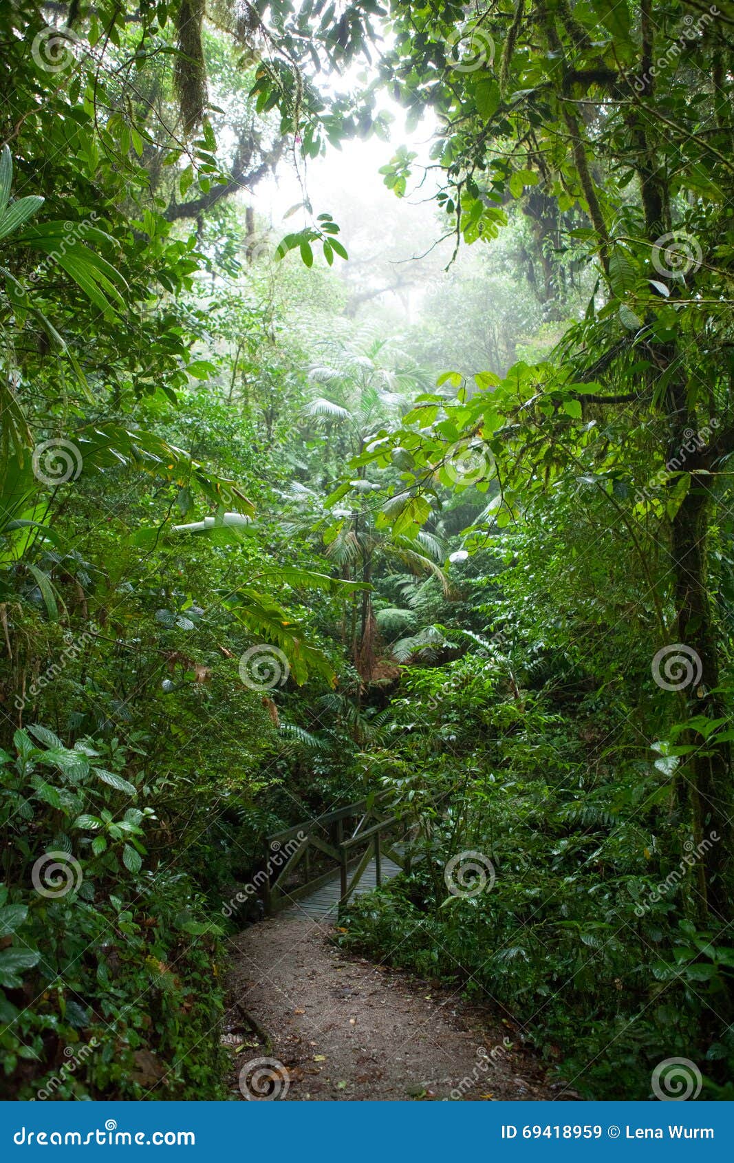 Path in the Monteverde Cloud Forest, Costa Rica Stock Image - Image of ...