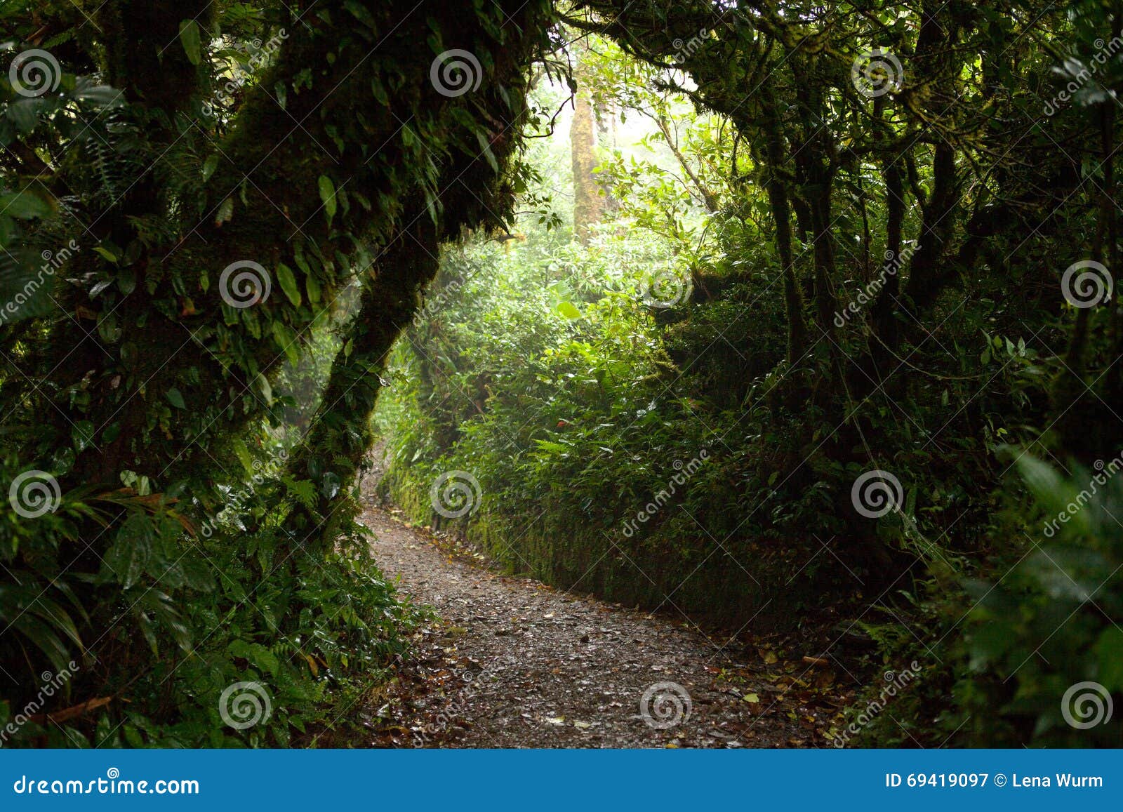 Path in the Monteverde Cloud Forest, Costa Rica Stock Image - Image of ...
