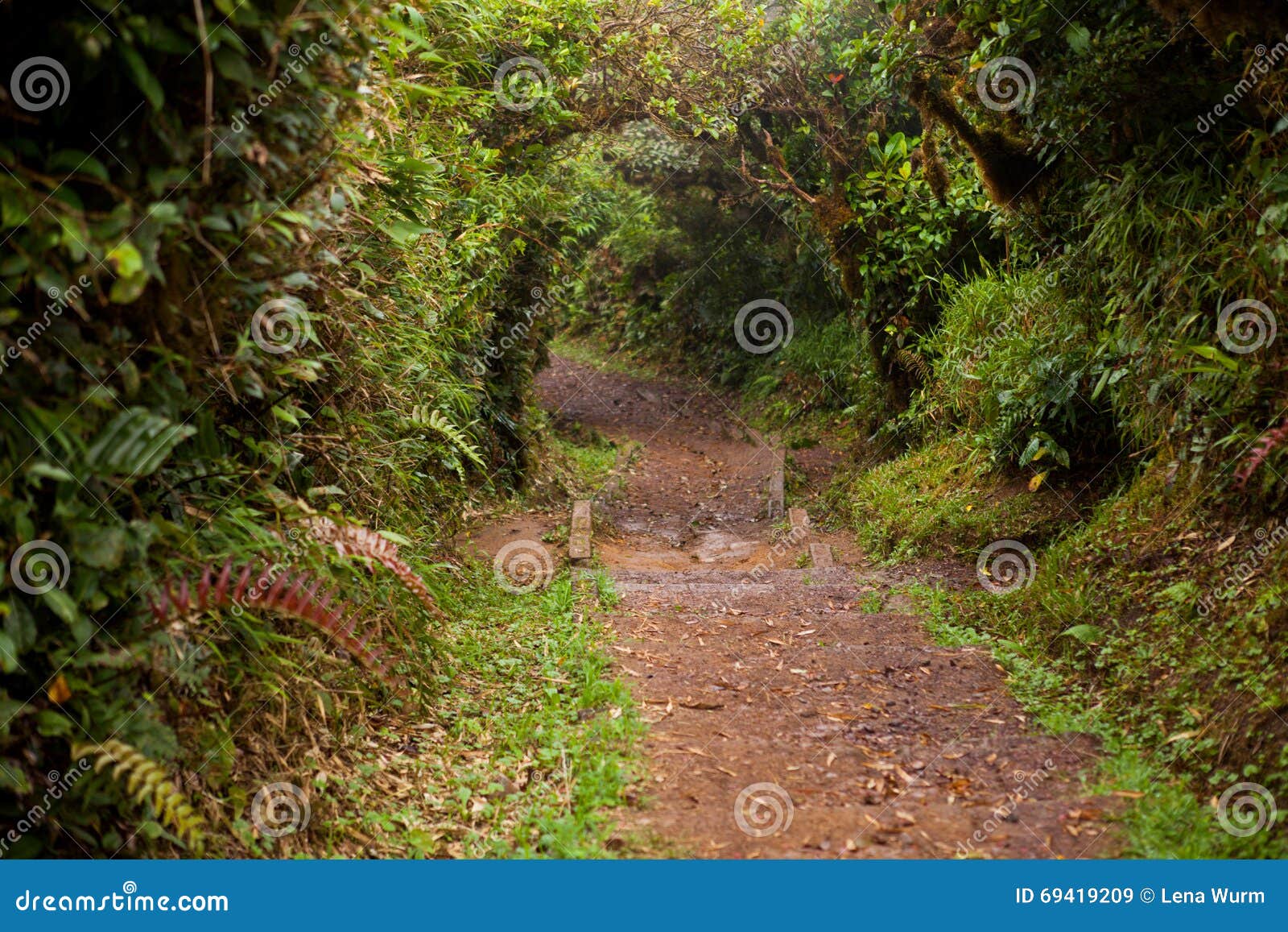 Path in the Monteverde Cloud Forest, Costa Rica Stock Image - Image of ...