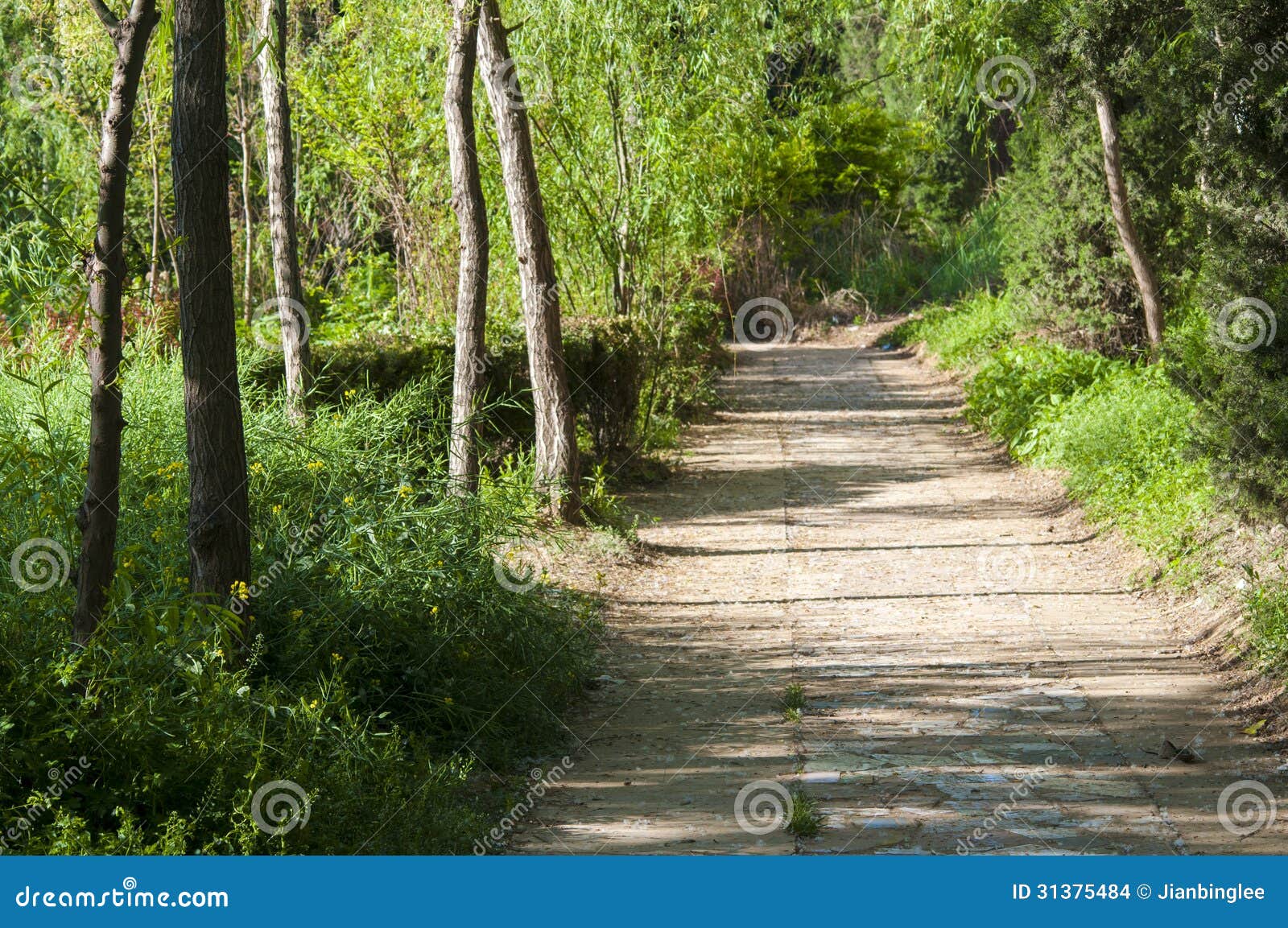 Path stock photo. Image of park, beautiful, season, summer - 31375484