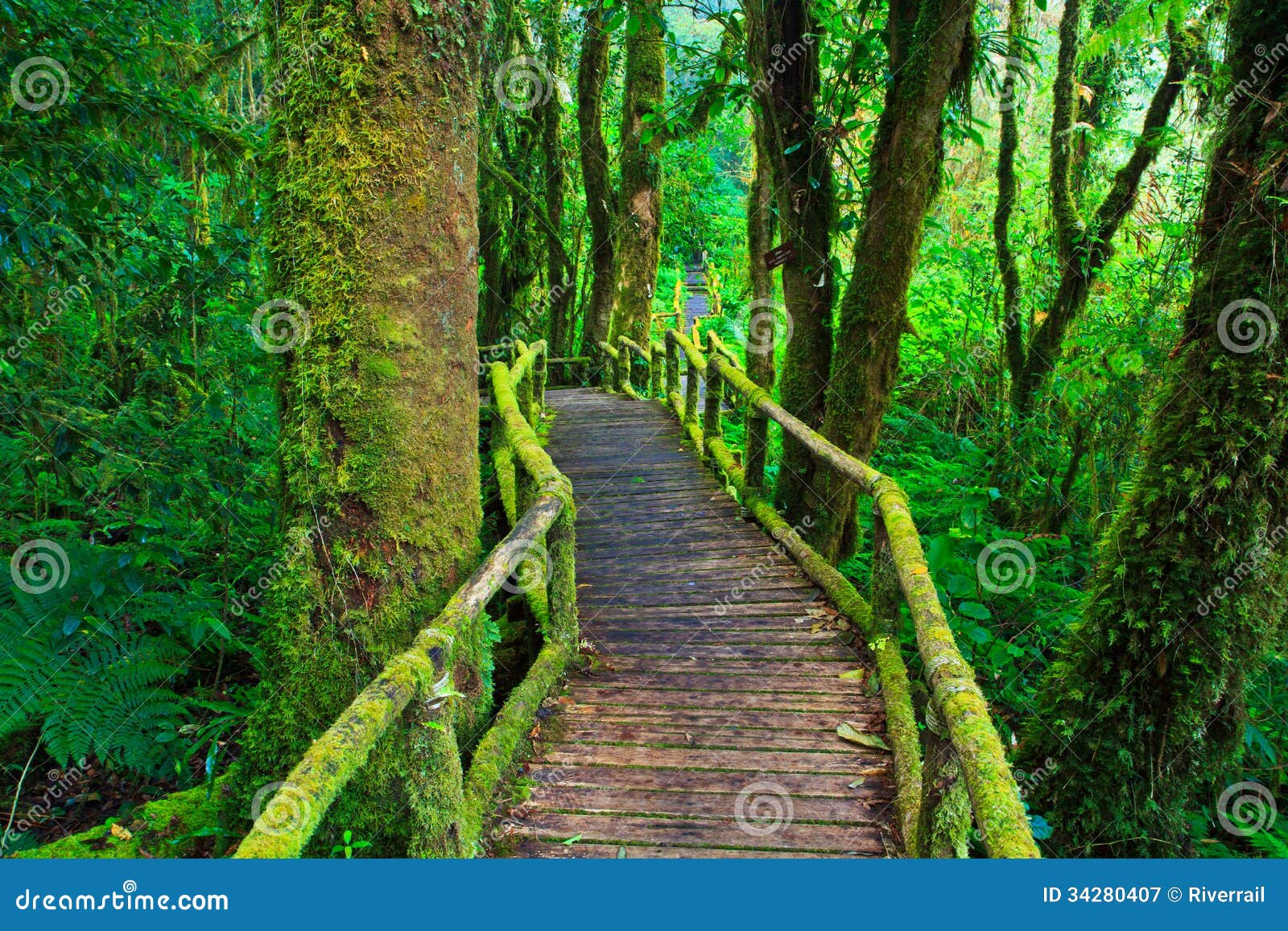 Path with Moss in the Forest Stock Image - Image of asia, beauty: 34280407