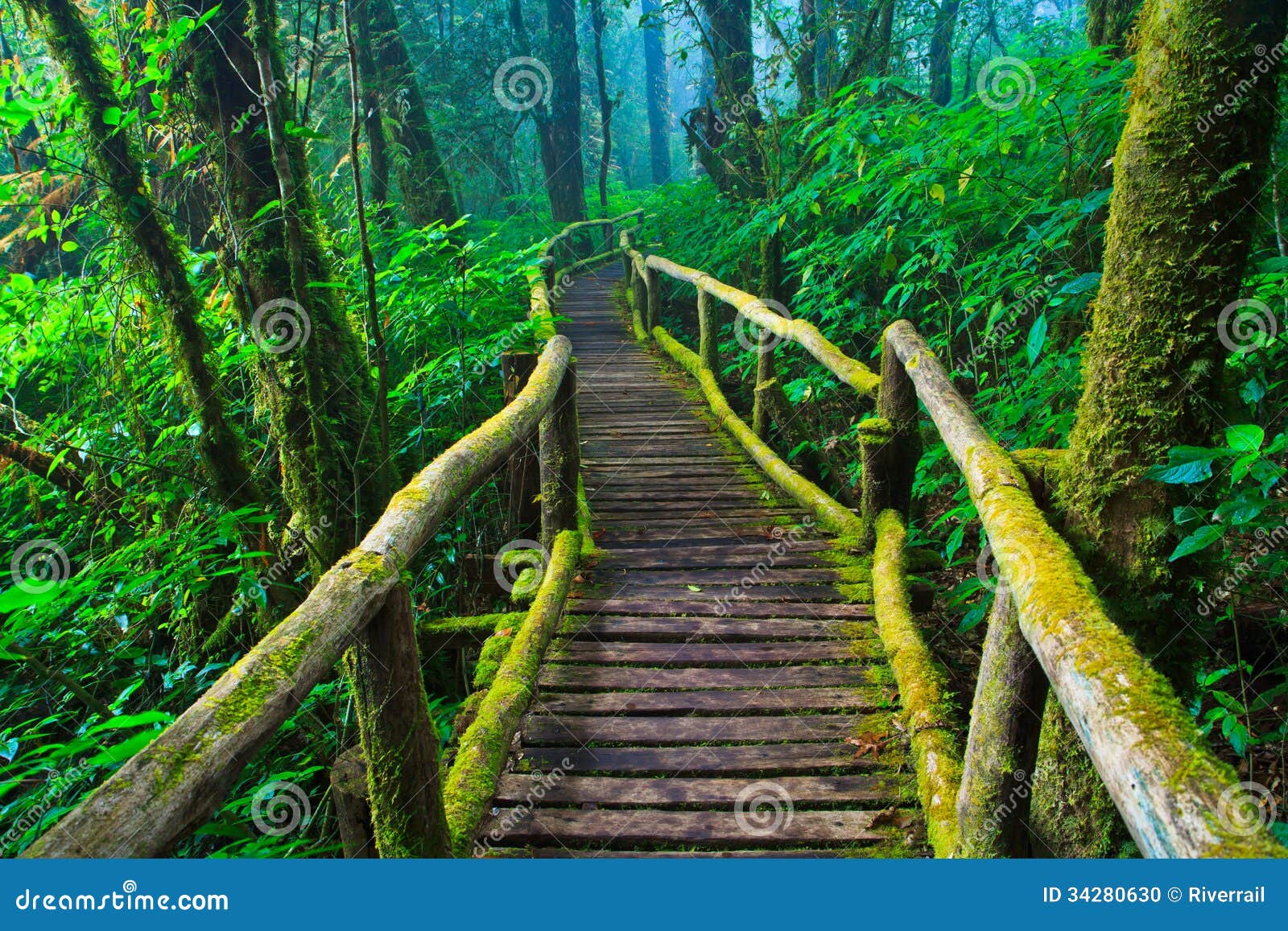 Path with Moss in the Forest Stock Photo - Image of mythical ...