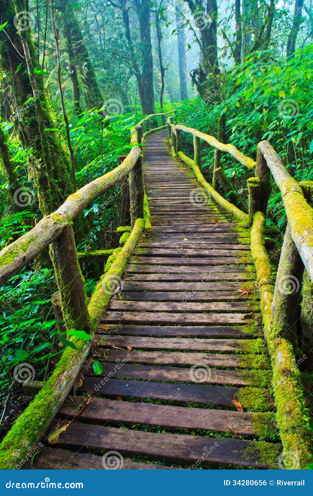 Path with Moss in the Forest Stock Photo - Image of high, branch: 34280656