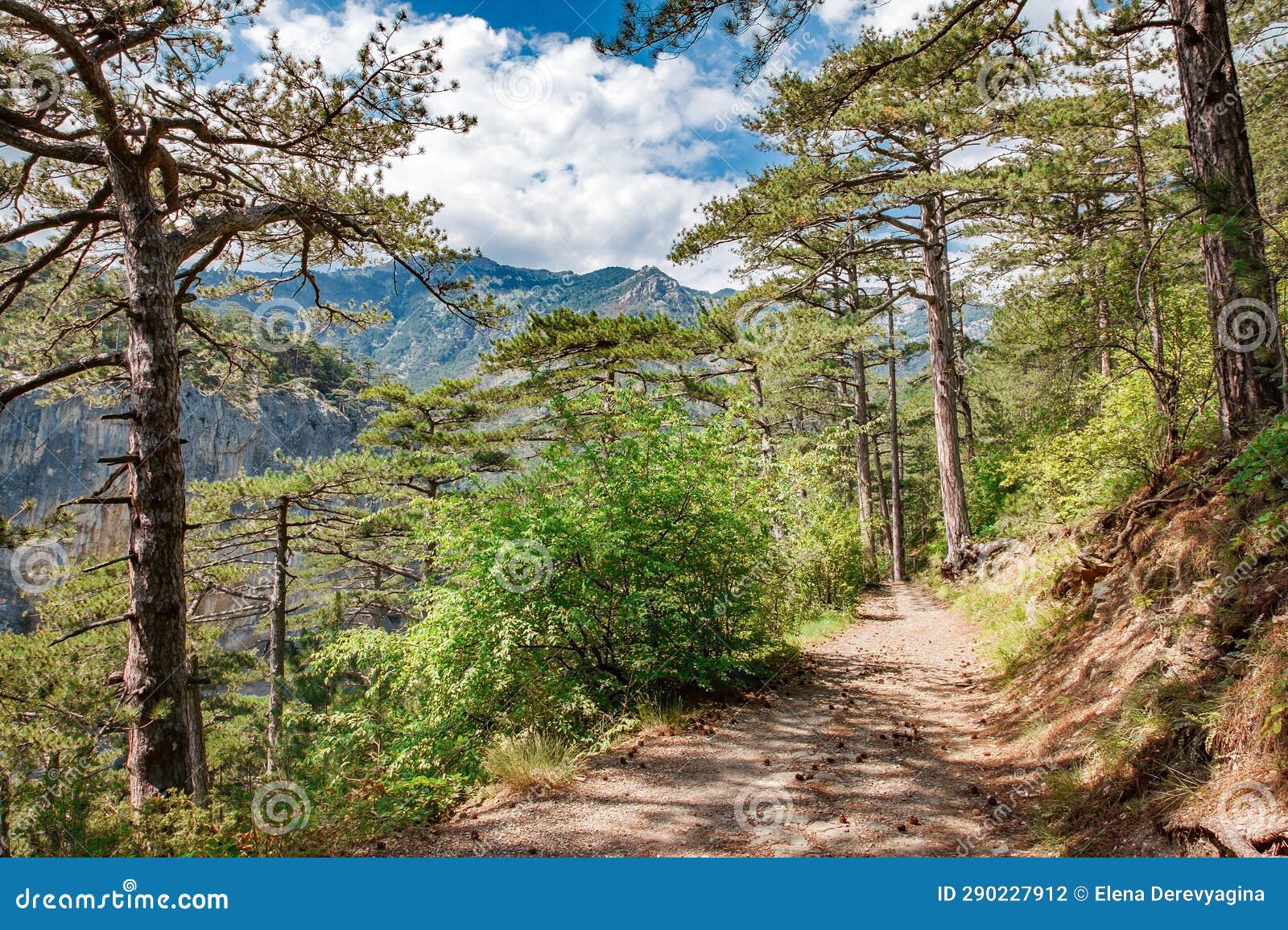 Path in Mountain Coniferous Forest with Pine Trees and Pine Cones Clear ...