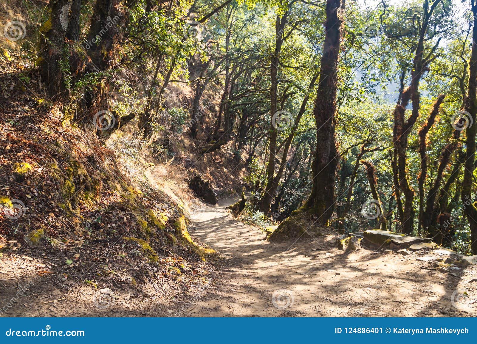 The Path in the Mountain Forest in Bhutan, the Himalayas in the Spring ...
